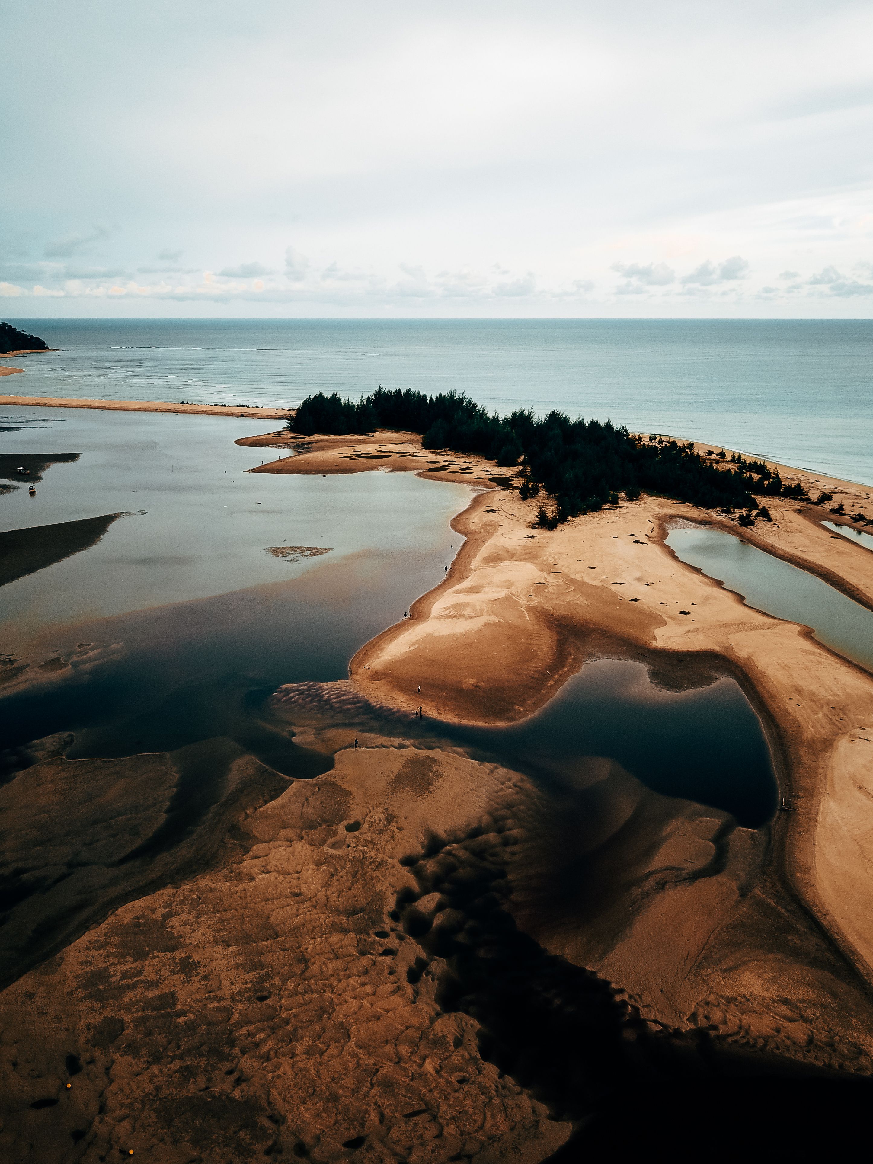 Small Grove on a Sandy Beach · Free Stock Photo