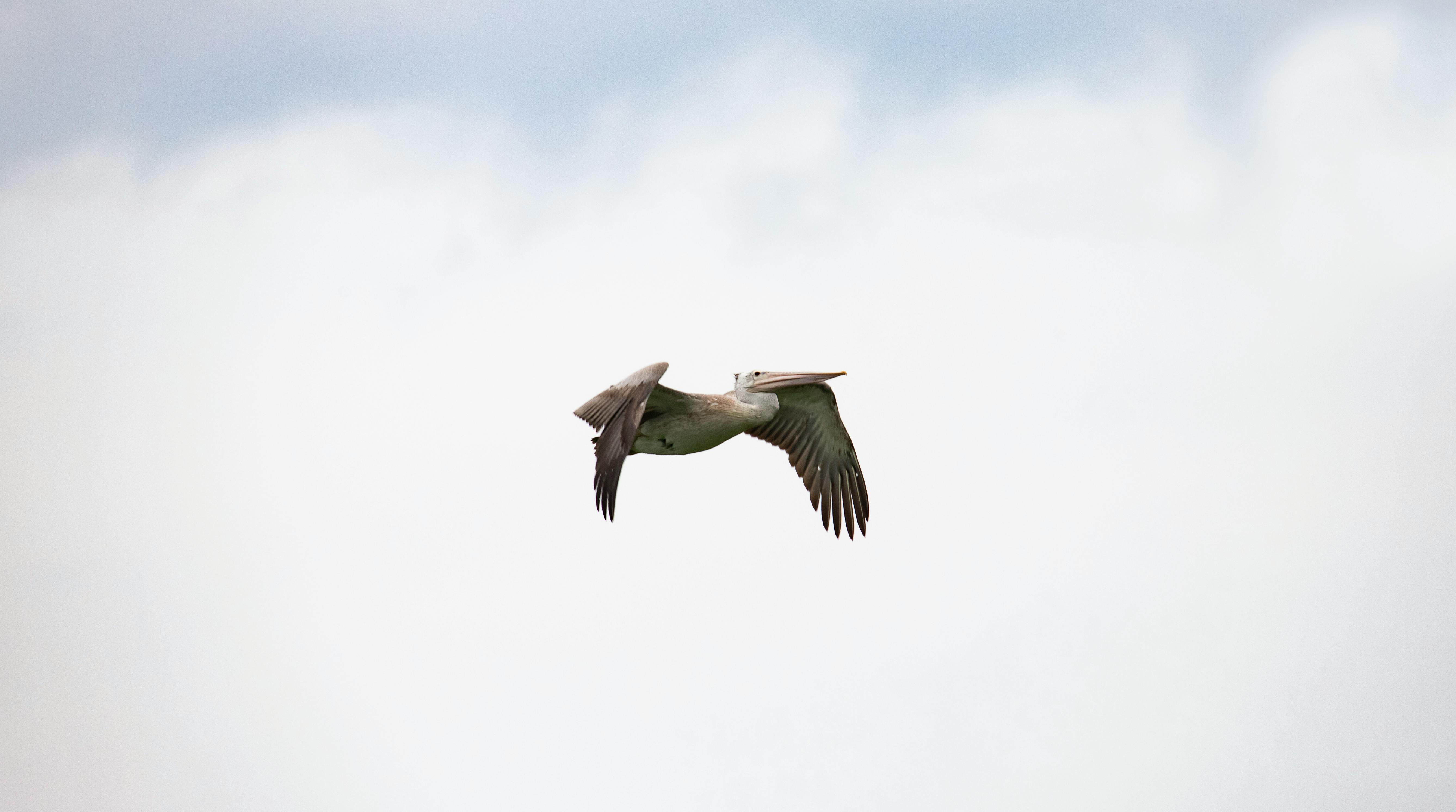 White and Grey Bird Flying Freely at Blue Cloudy Sky · Free Stock Photo