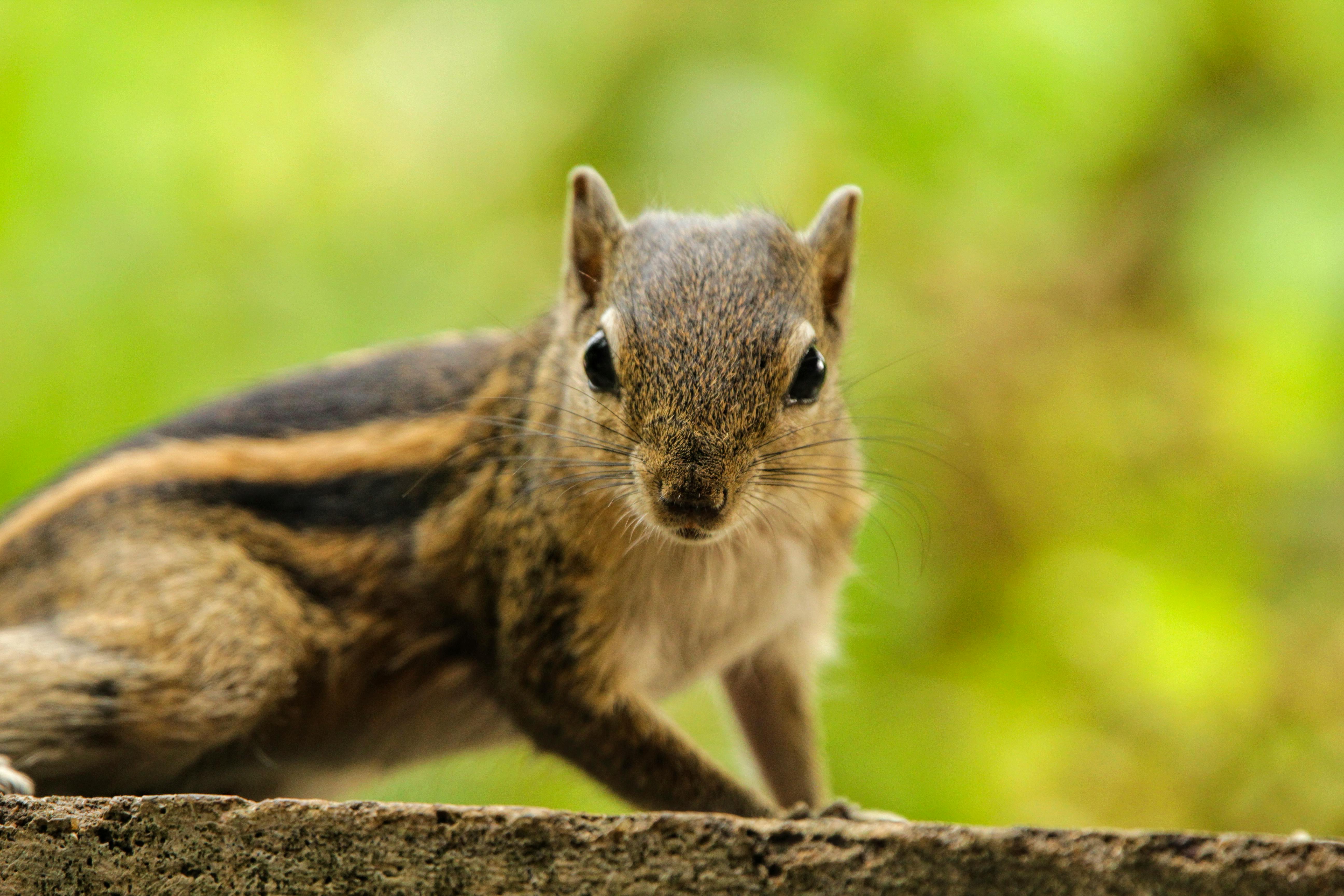 Chipmunk in Close Up · Free Stock Photo