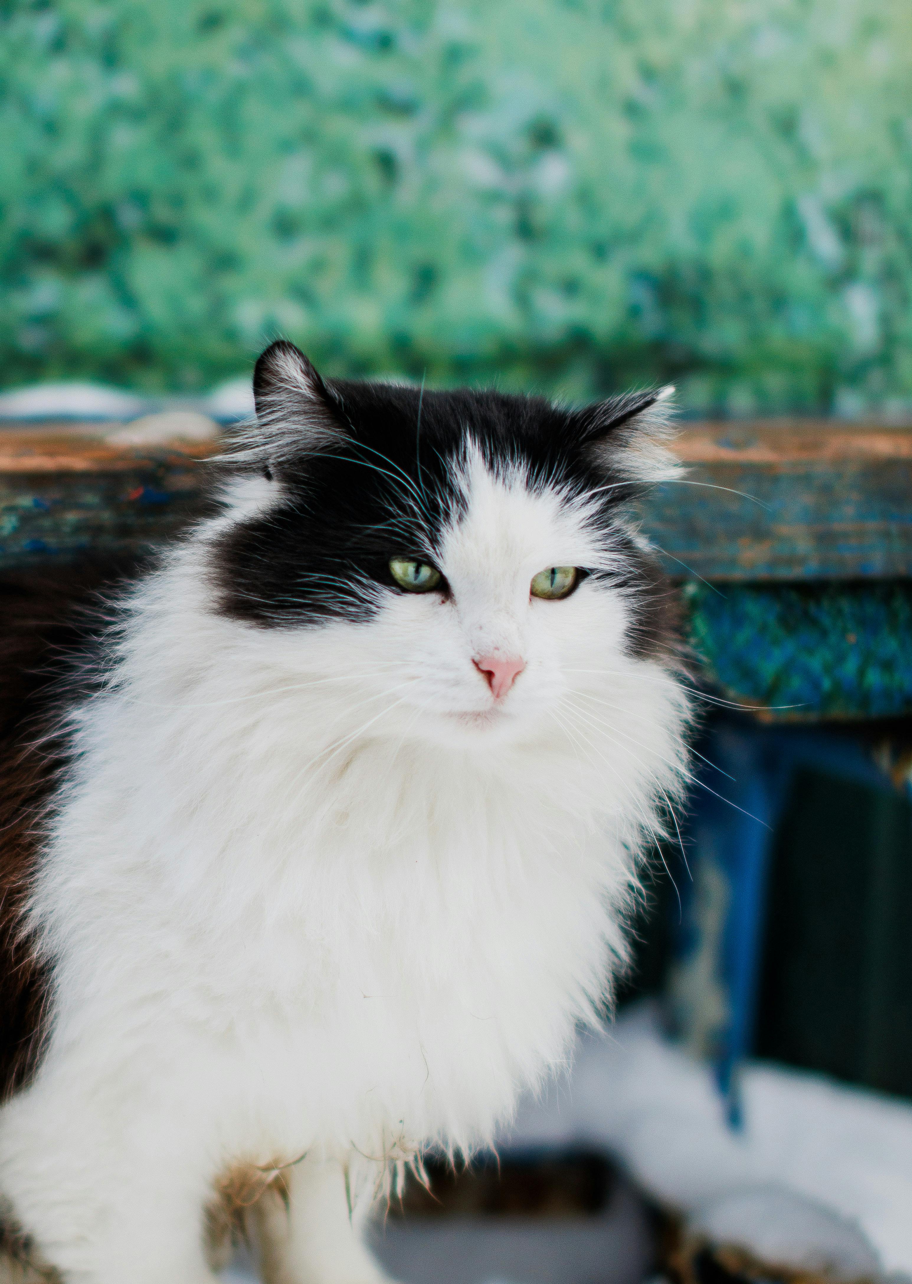 Cat Screensaver Photos, Download The BEST Free Cat Screensaver Stock ...