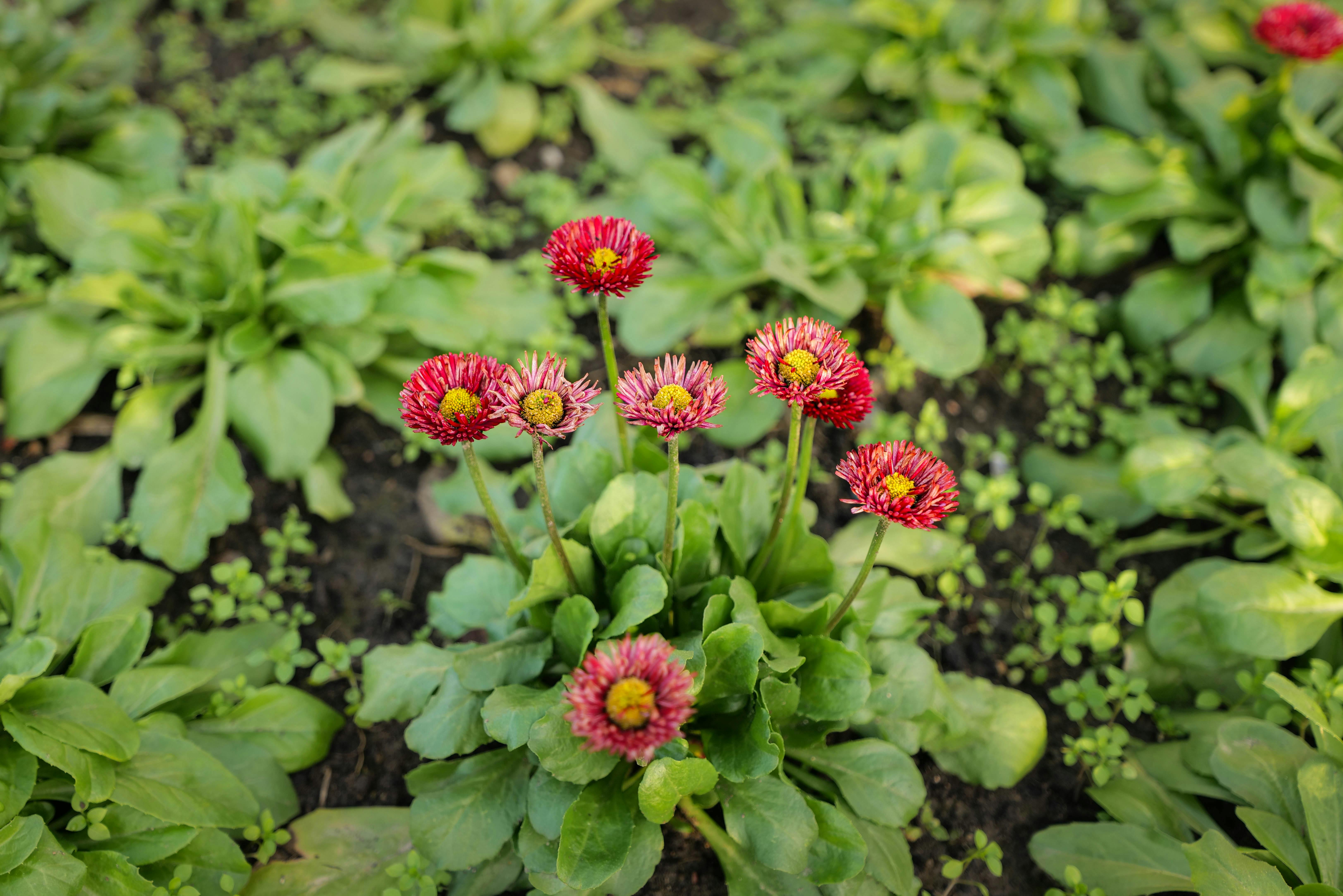 Blooming Red Daisies Super Enorma Red · Free Stock Photo