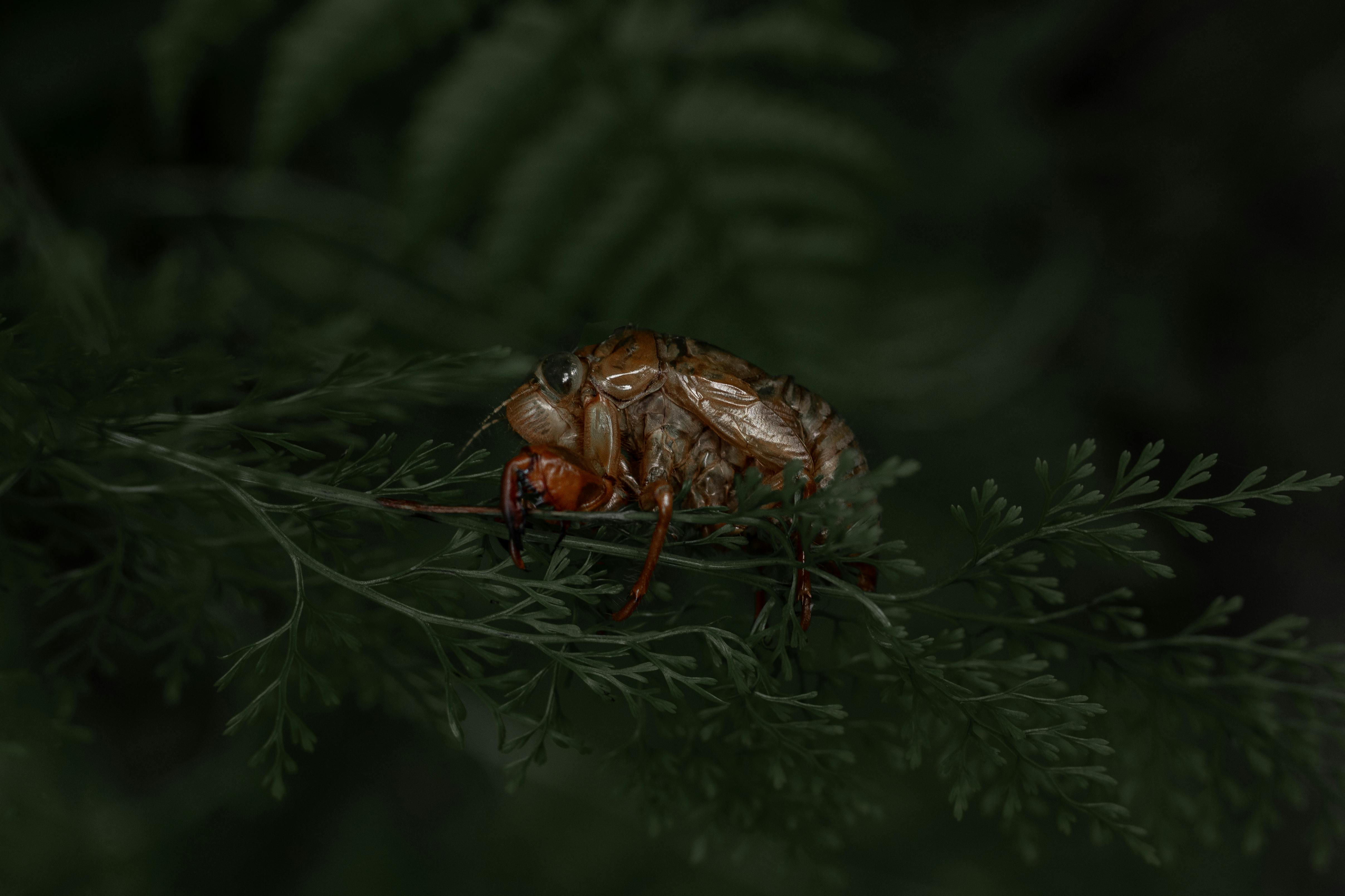 Nymph of Cicada on Branch · Free Stock Photo