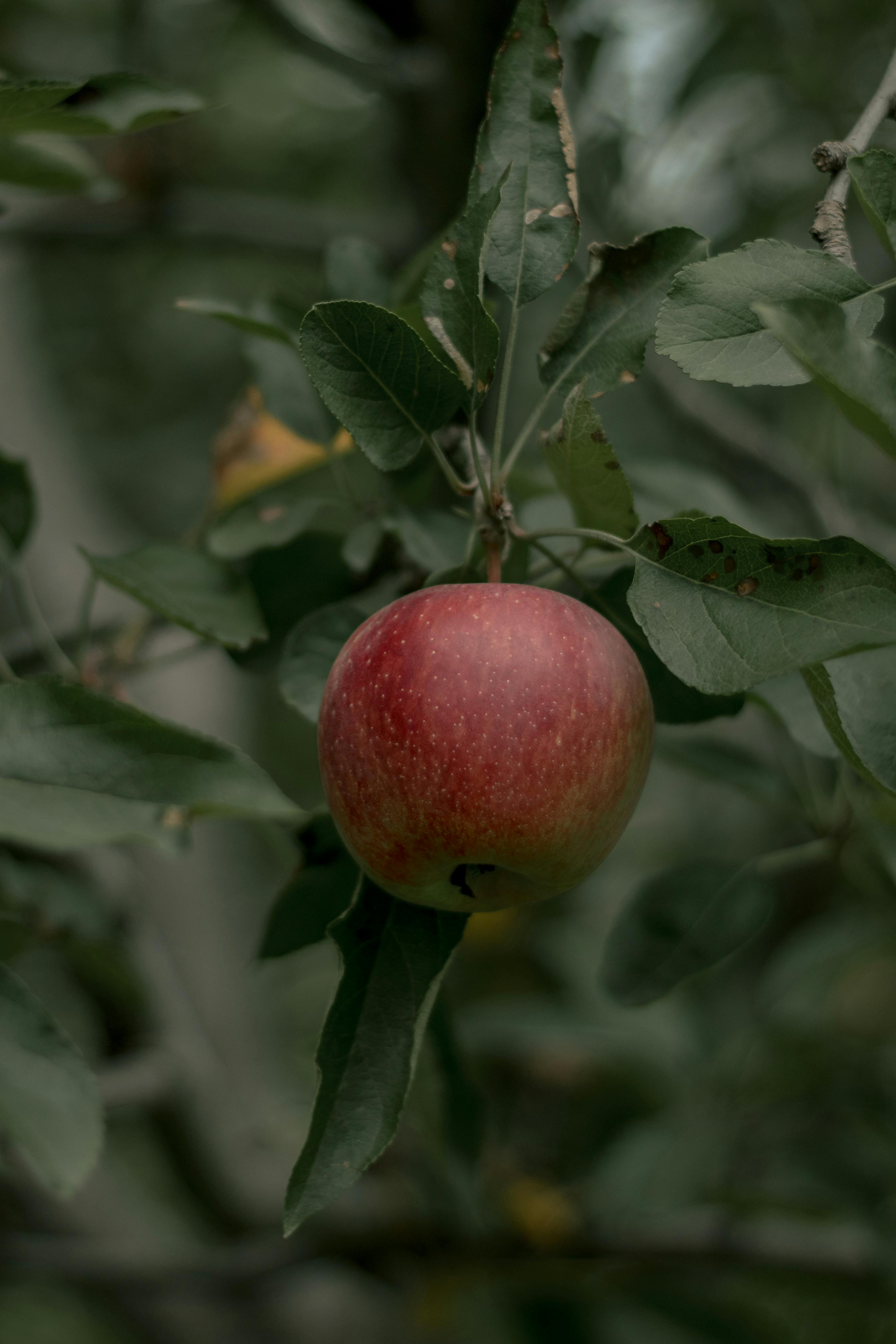 Apple tree · Free Stock Photo