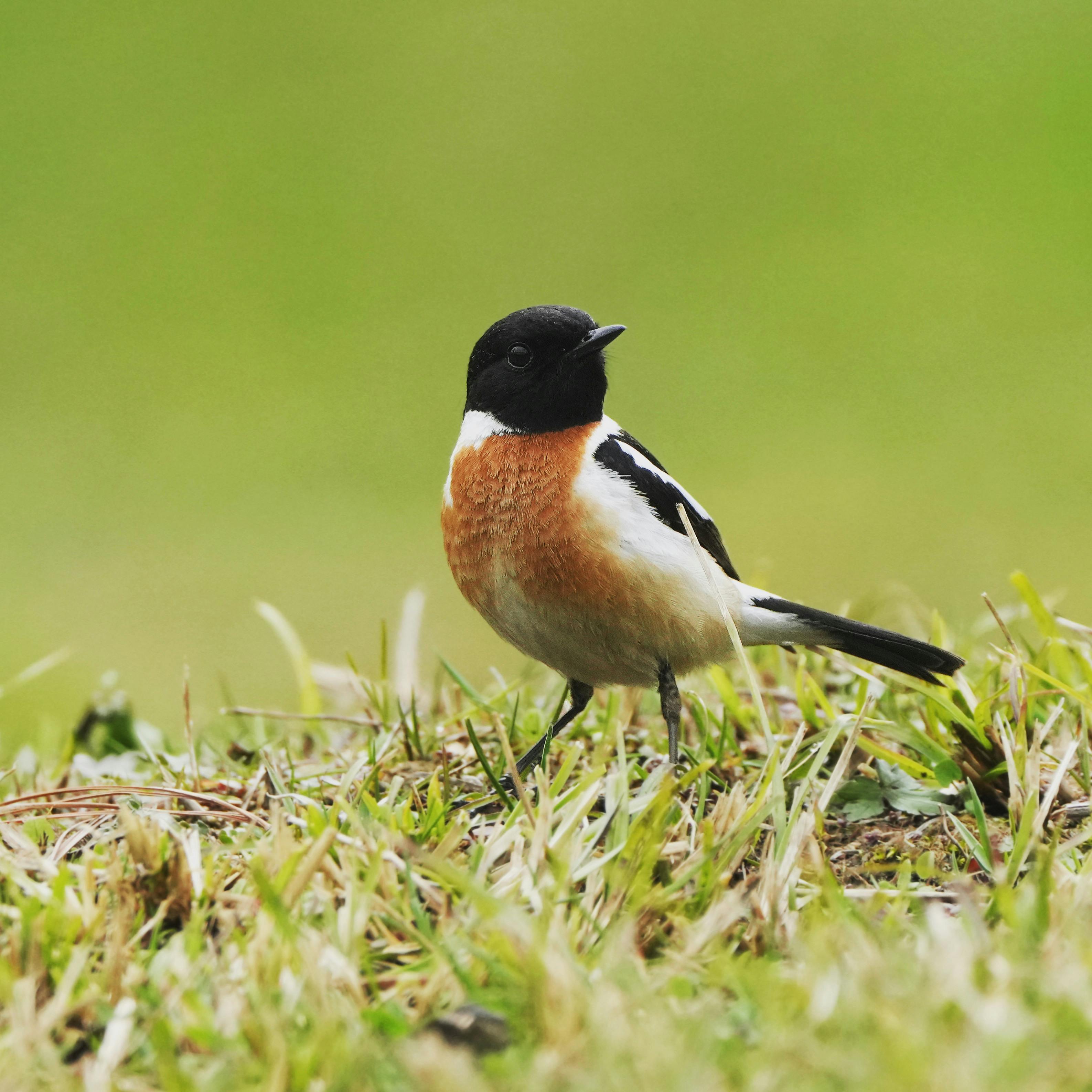 Siberian Stonechat Bird Walking on the Grass · Free Stock Photo