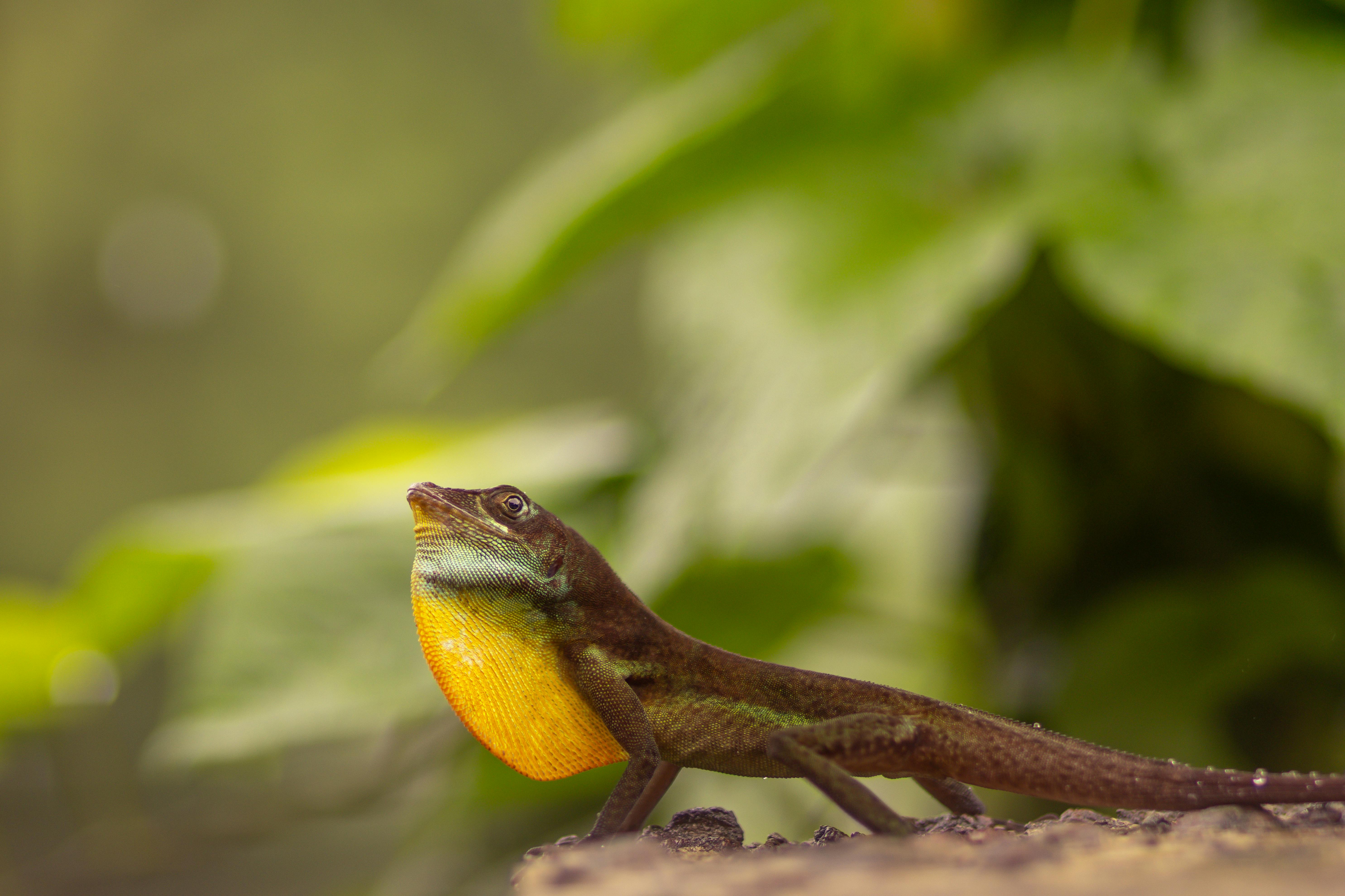 Foto de stock gratuita sobre anole de cabeza grande, anolis cybotes ...