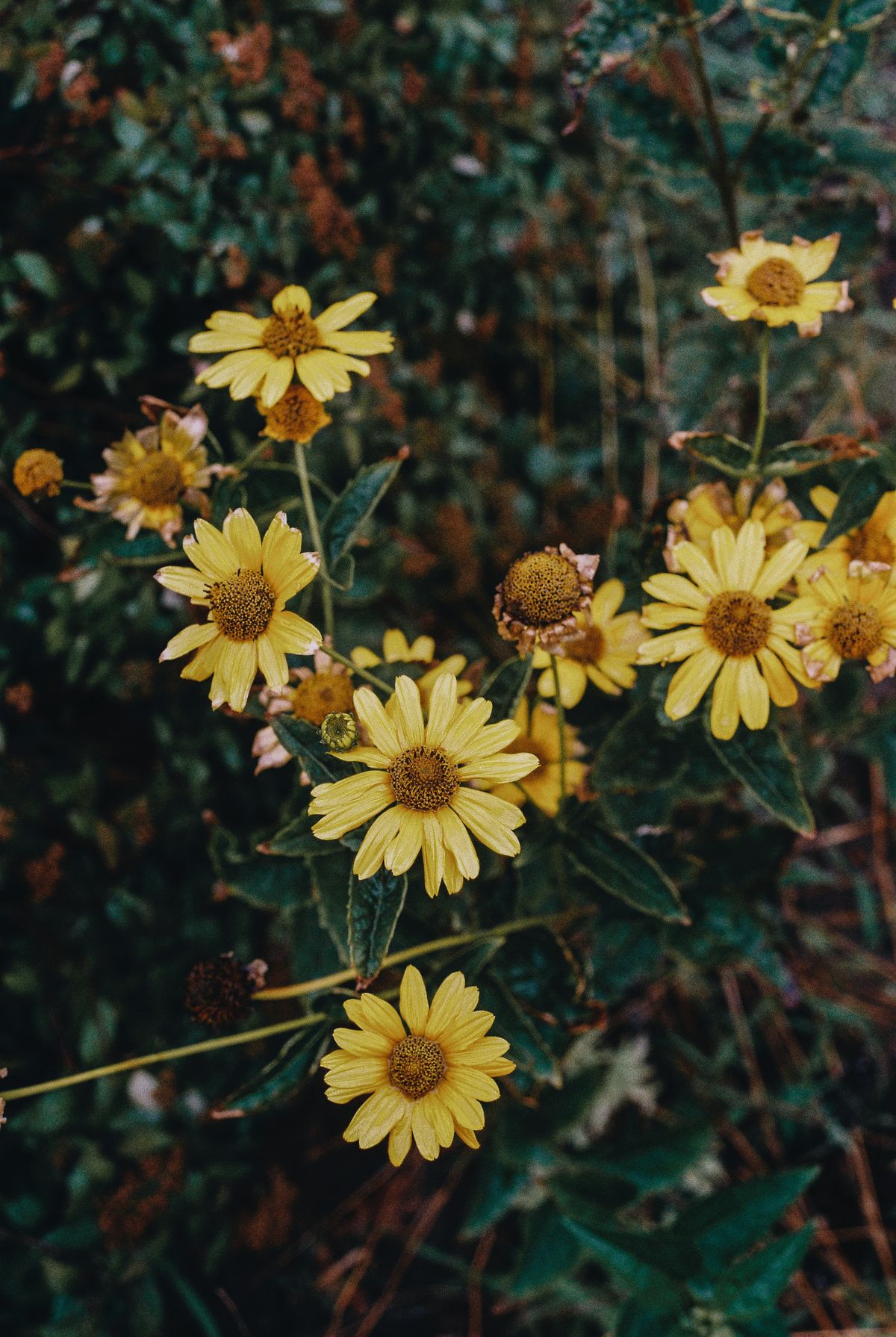 Mountain Arnica Plant Photos, Download The BEST Free Mountain Arnica ...