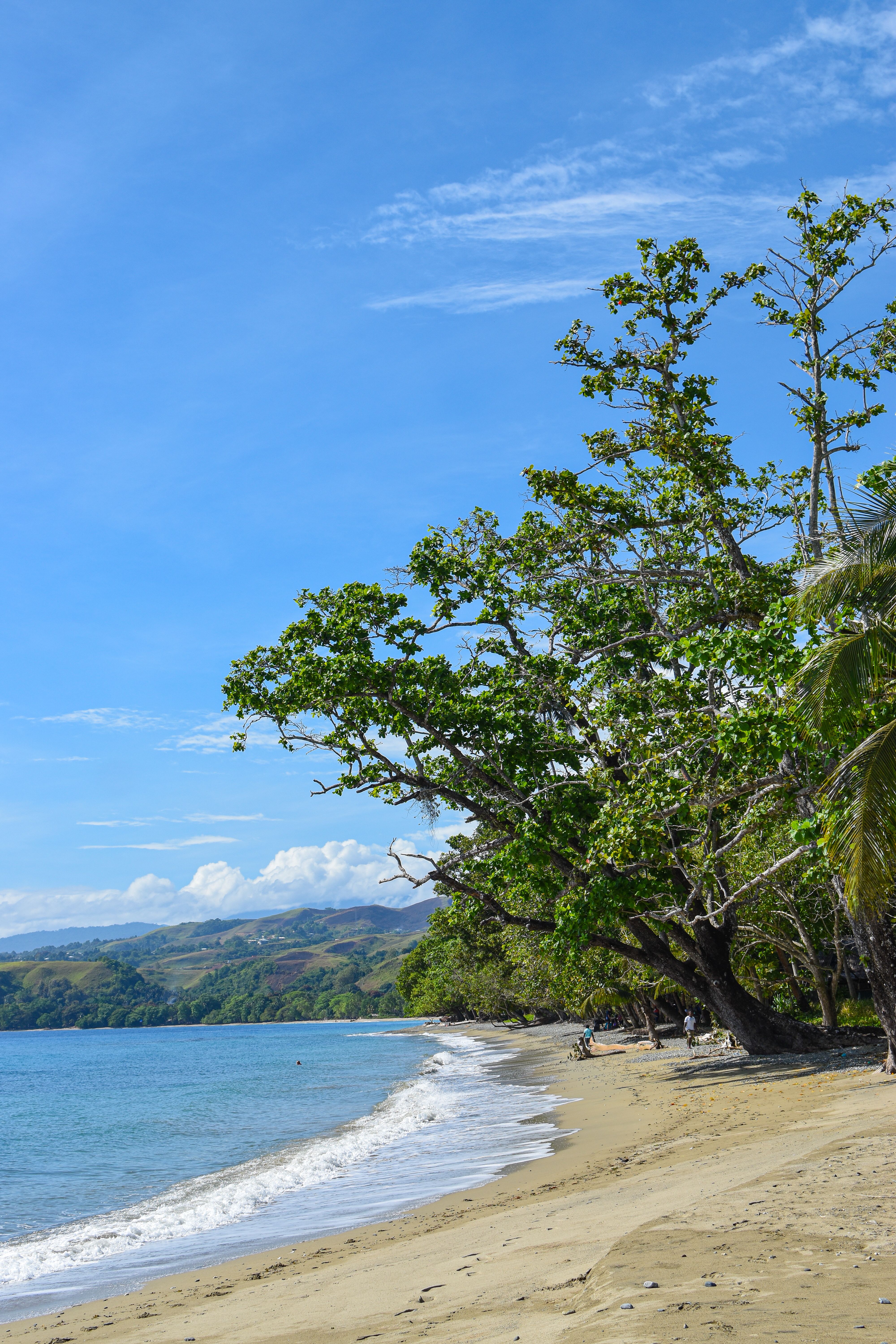 Trees by Ocean Beach · Free Stock Photo