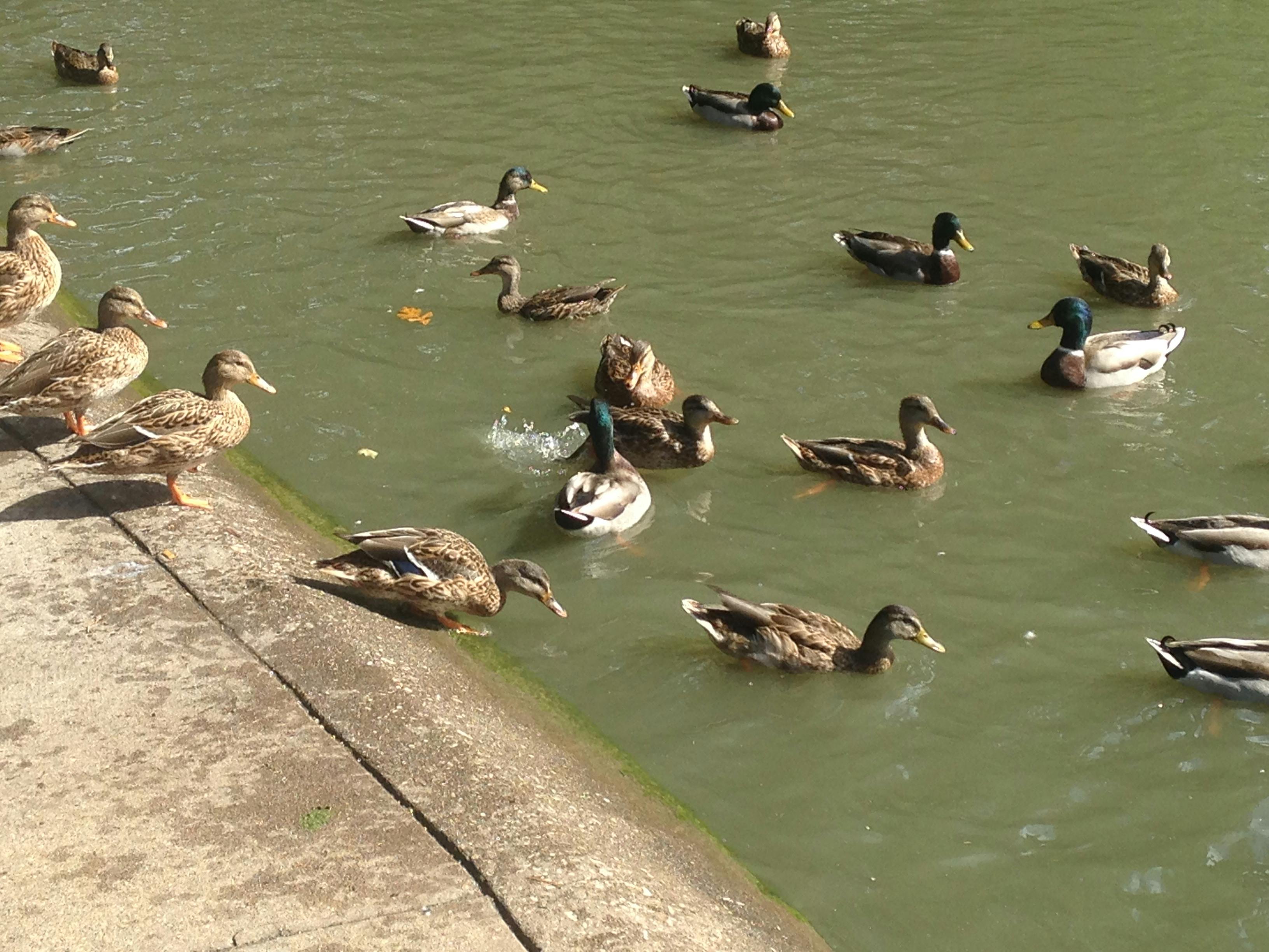 Free stock photo of ducks, ducks swimming, pond with ducks