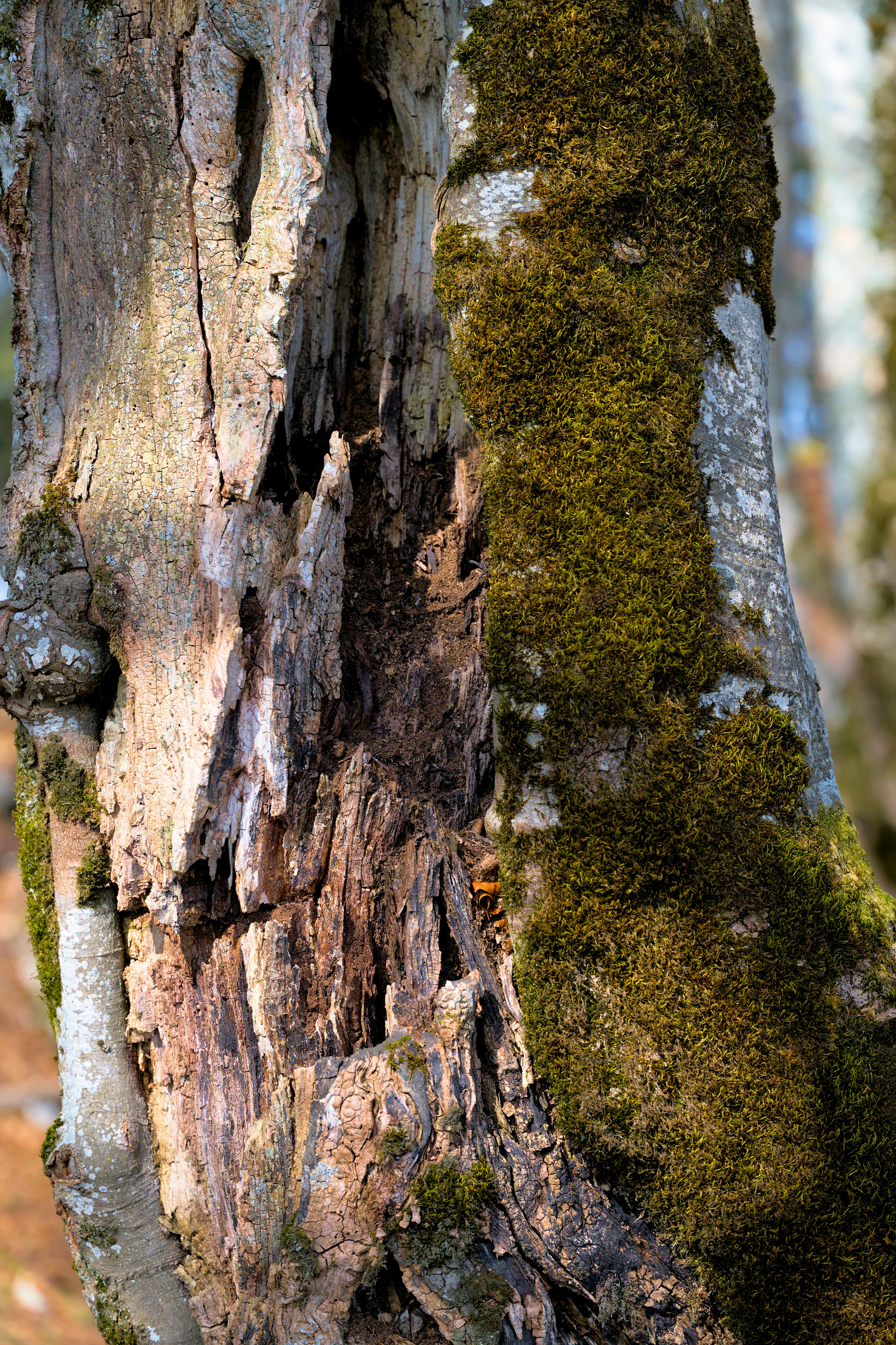 Photo Of Dried Leaves Near Tree · Free Stock Photo