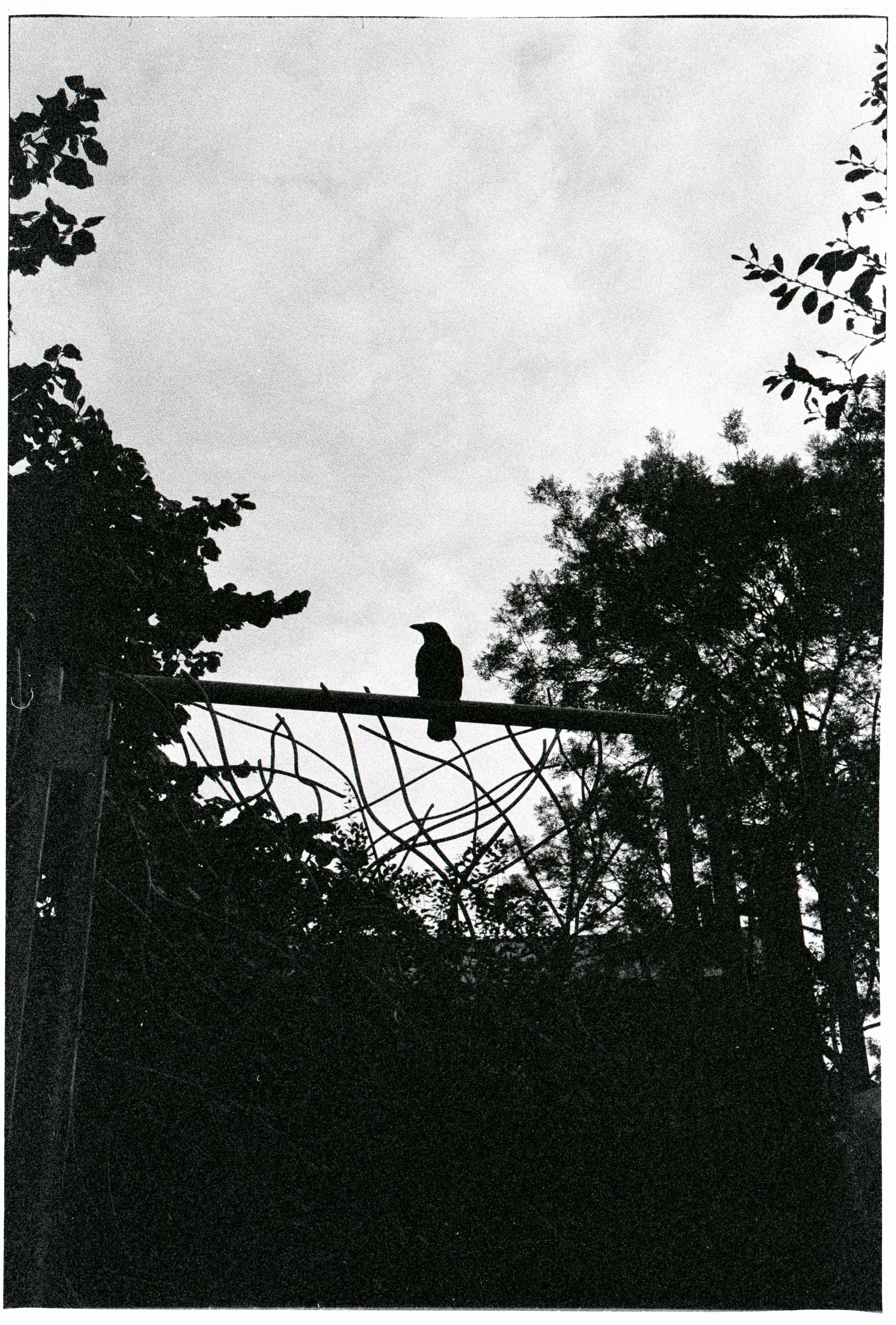 A Crow Perching on a Gate · Free Stock Photo