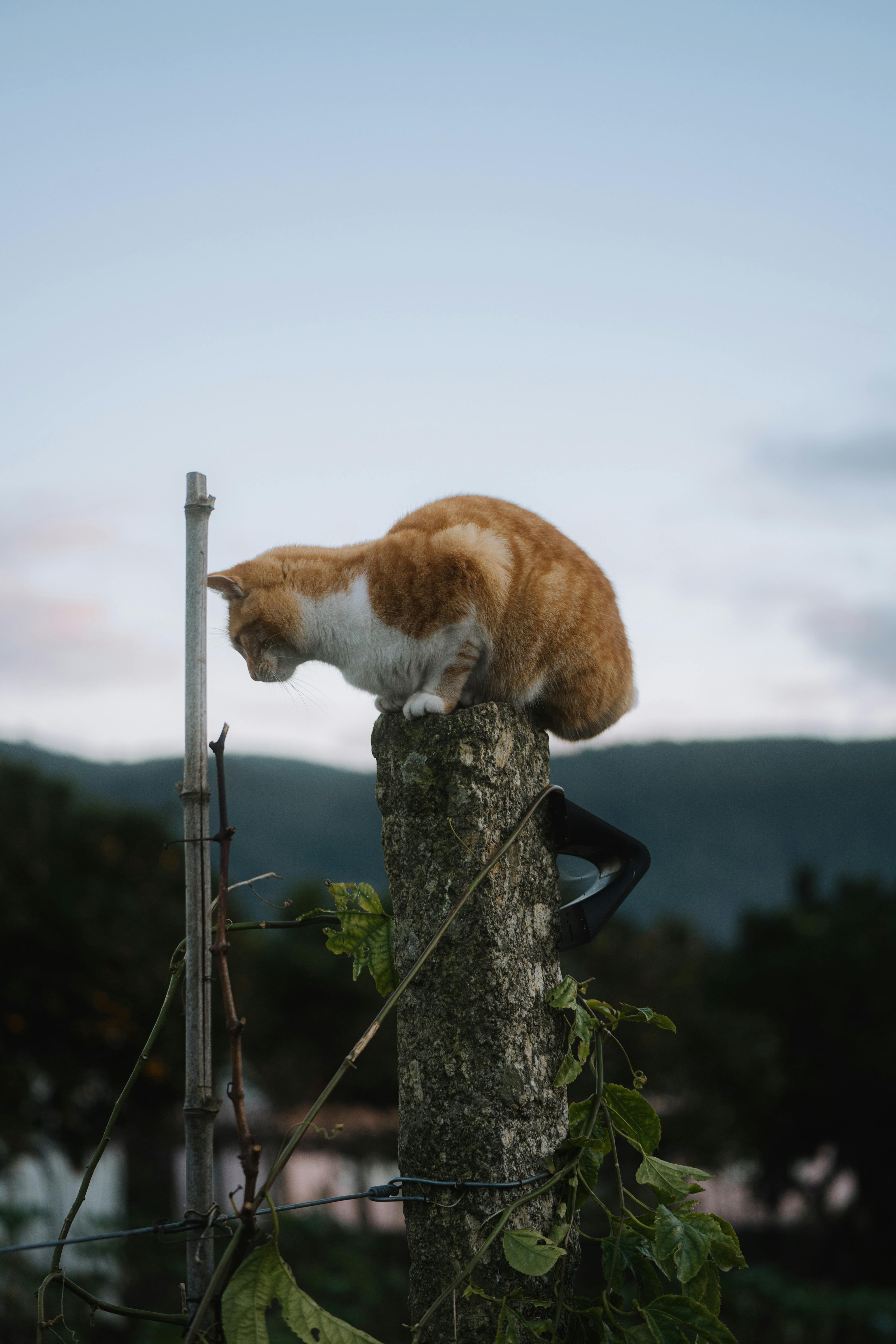 Photo of a Ginger Cat Sitting on a Fence · Free Stock Photo