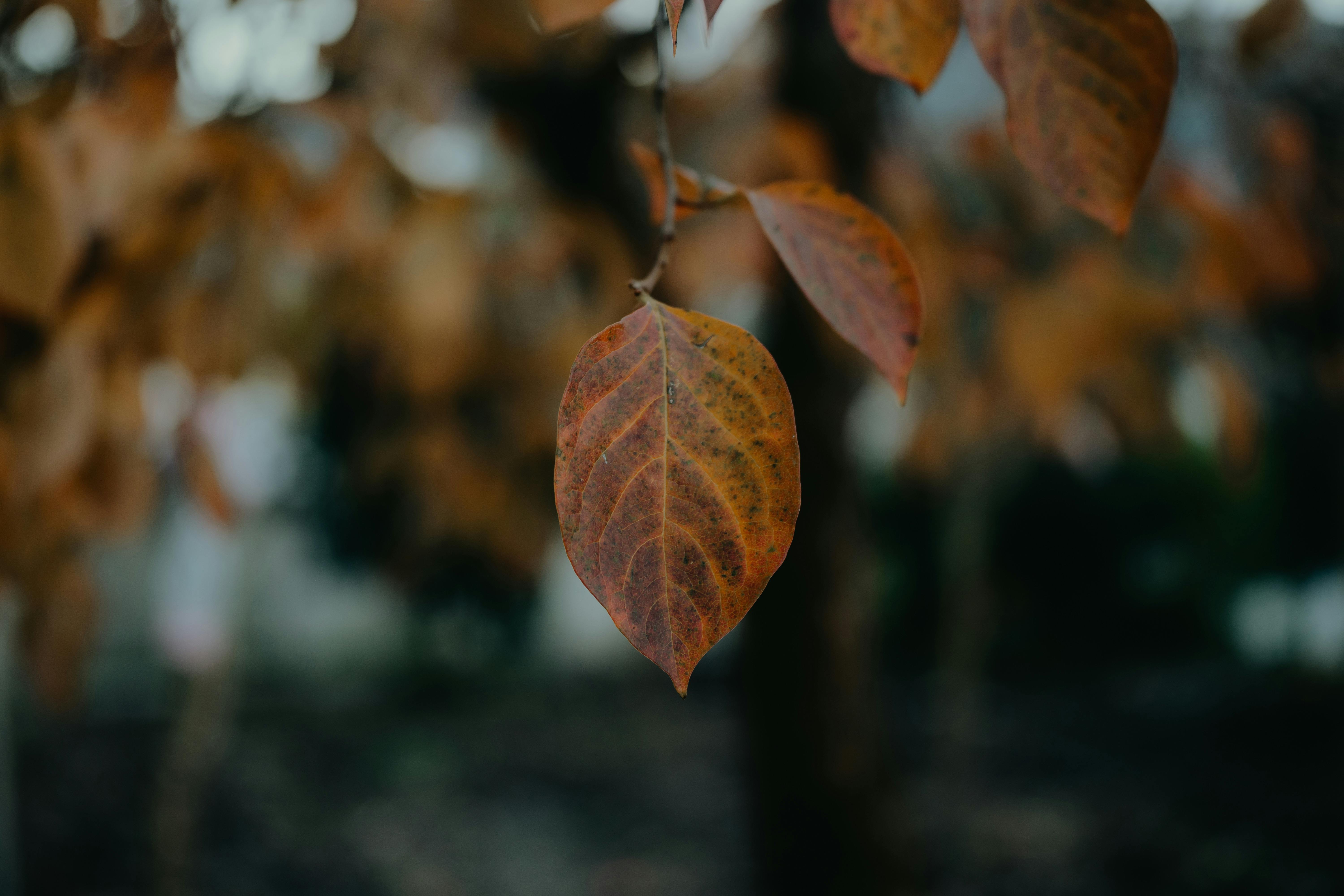 Leaf Close Up Photos, Download The BEST Free Leaf Close Up Stock Photos ...