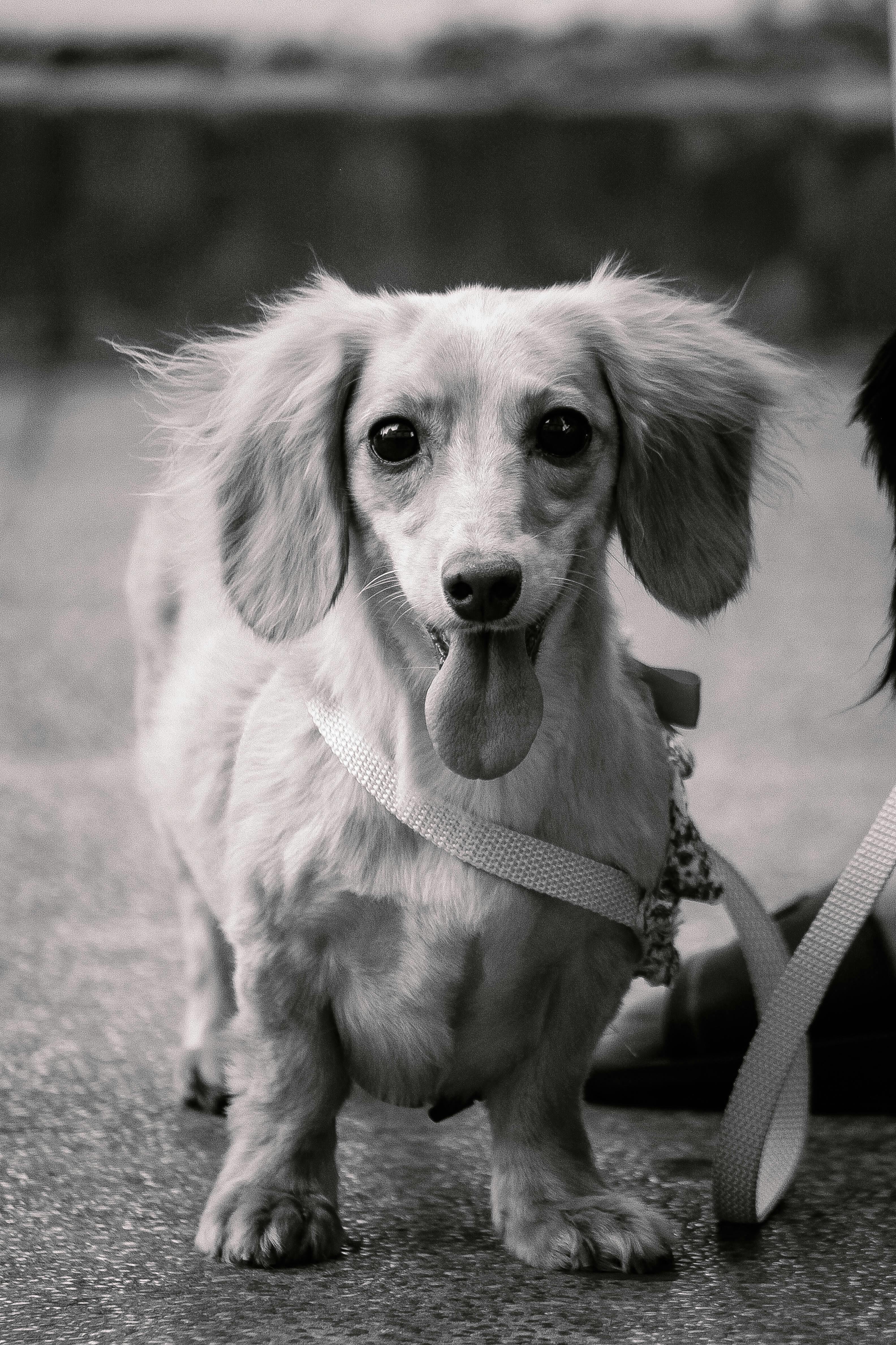 Photo gratuite de à fourrure, adorable, amical, animal, animal de ...