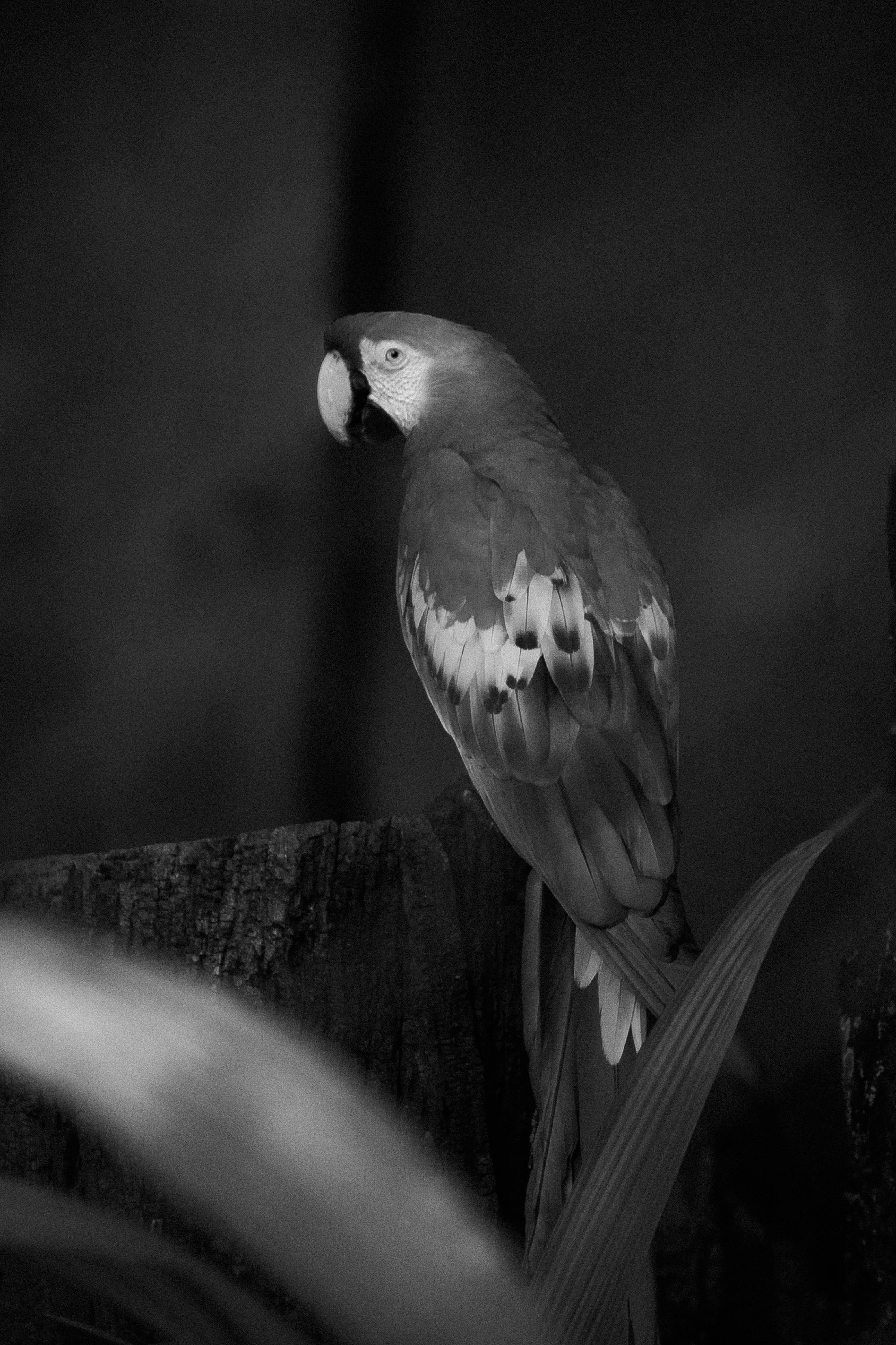 Macaw Nasa Photos, Download The BEST Free Macaw Nasa Stock Photos & HD ...