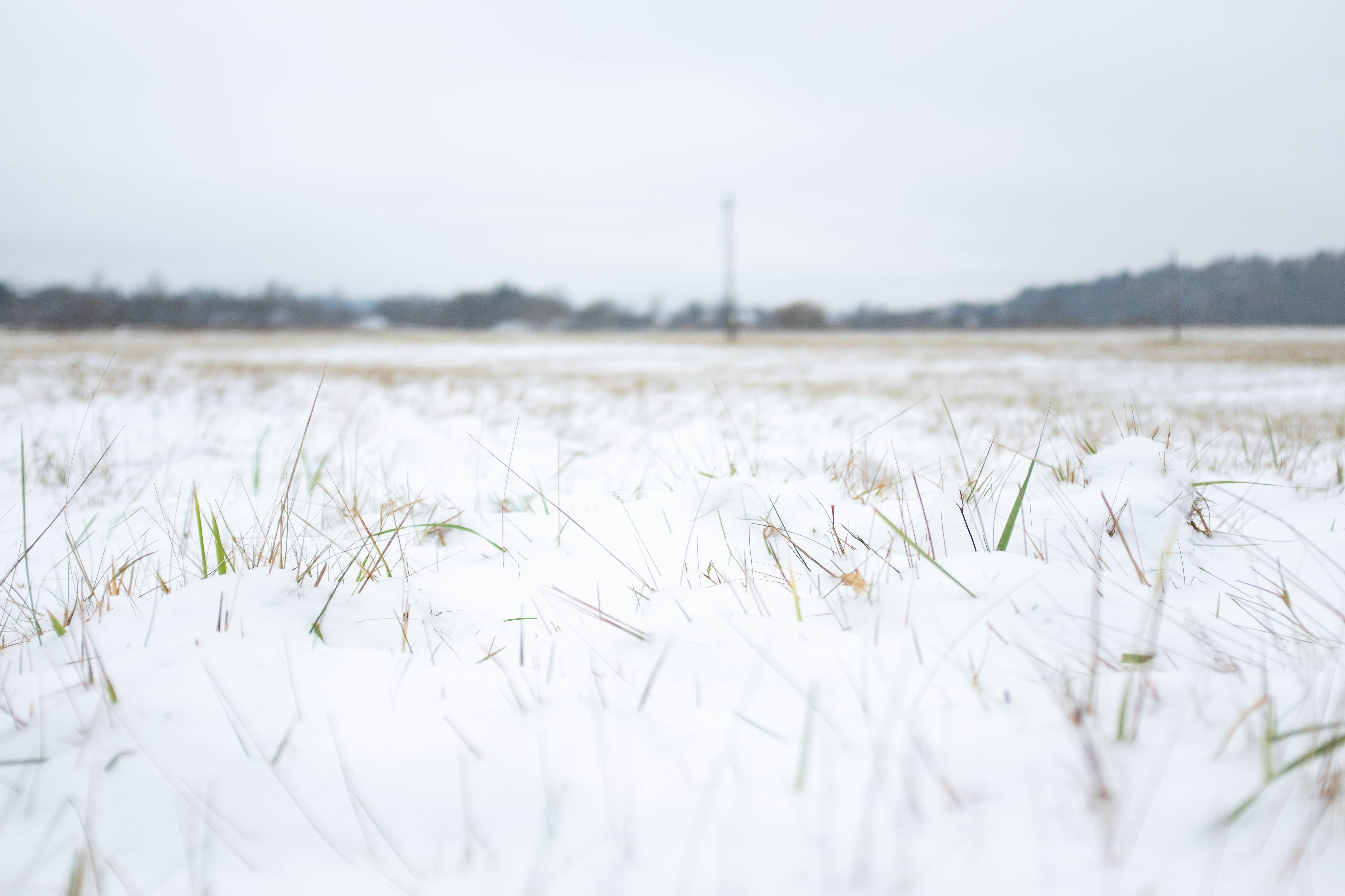first snow · Free Stock Photo