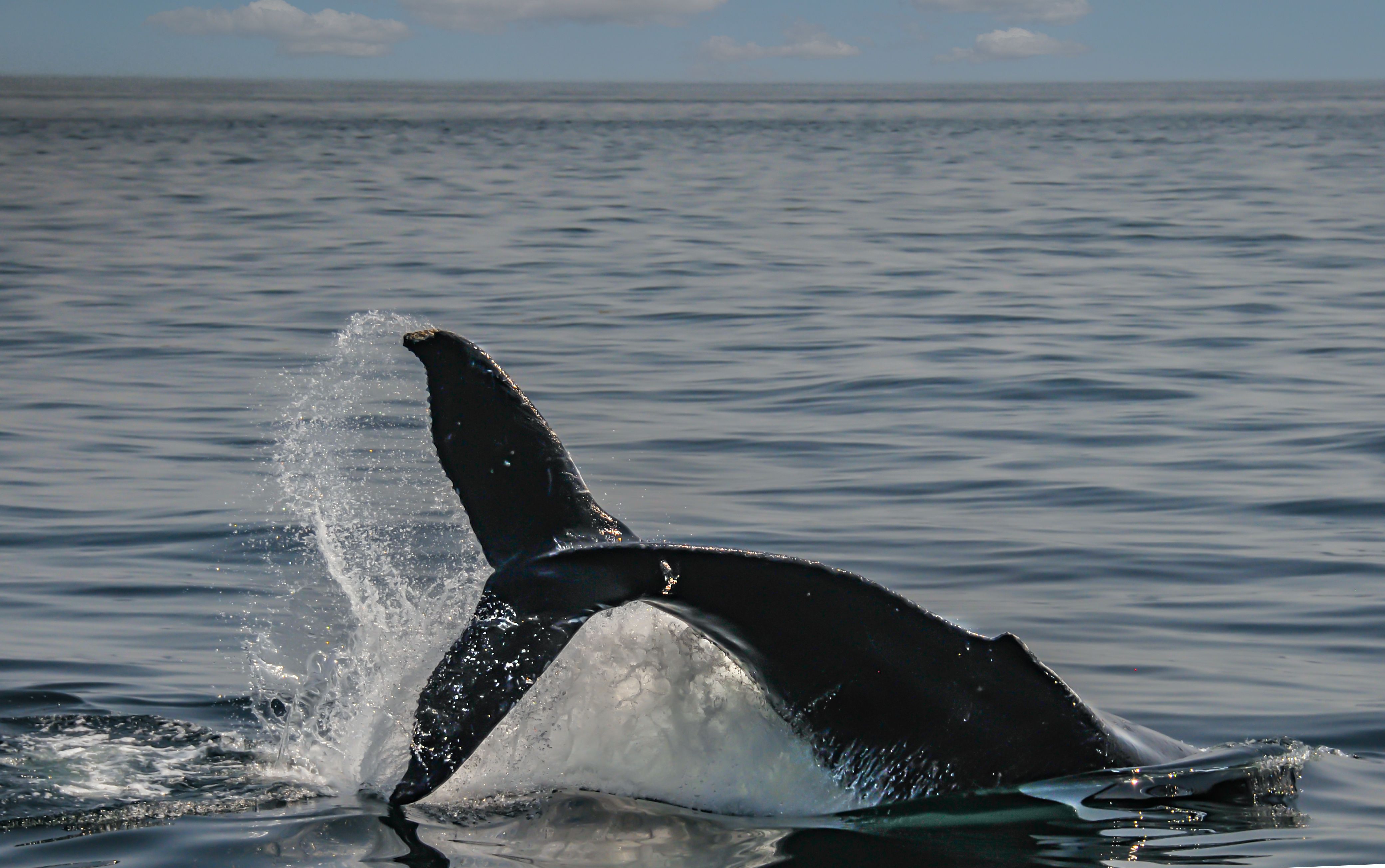 Tail of Whale in Ocean · Free Stock Photo