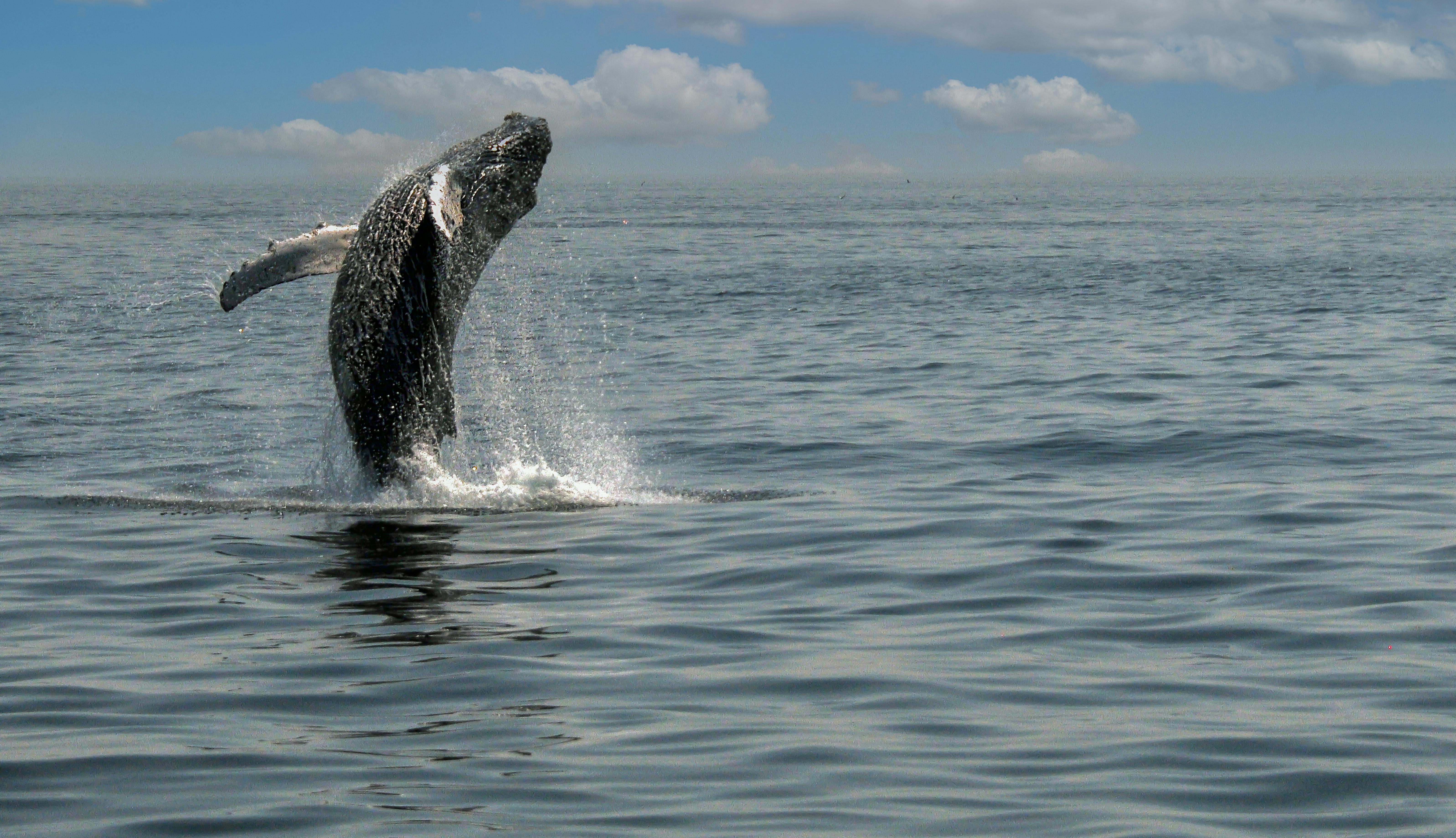 Whale Doing a Backflip Over the Ocean Water · Free Stock Photo