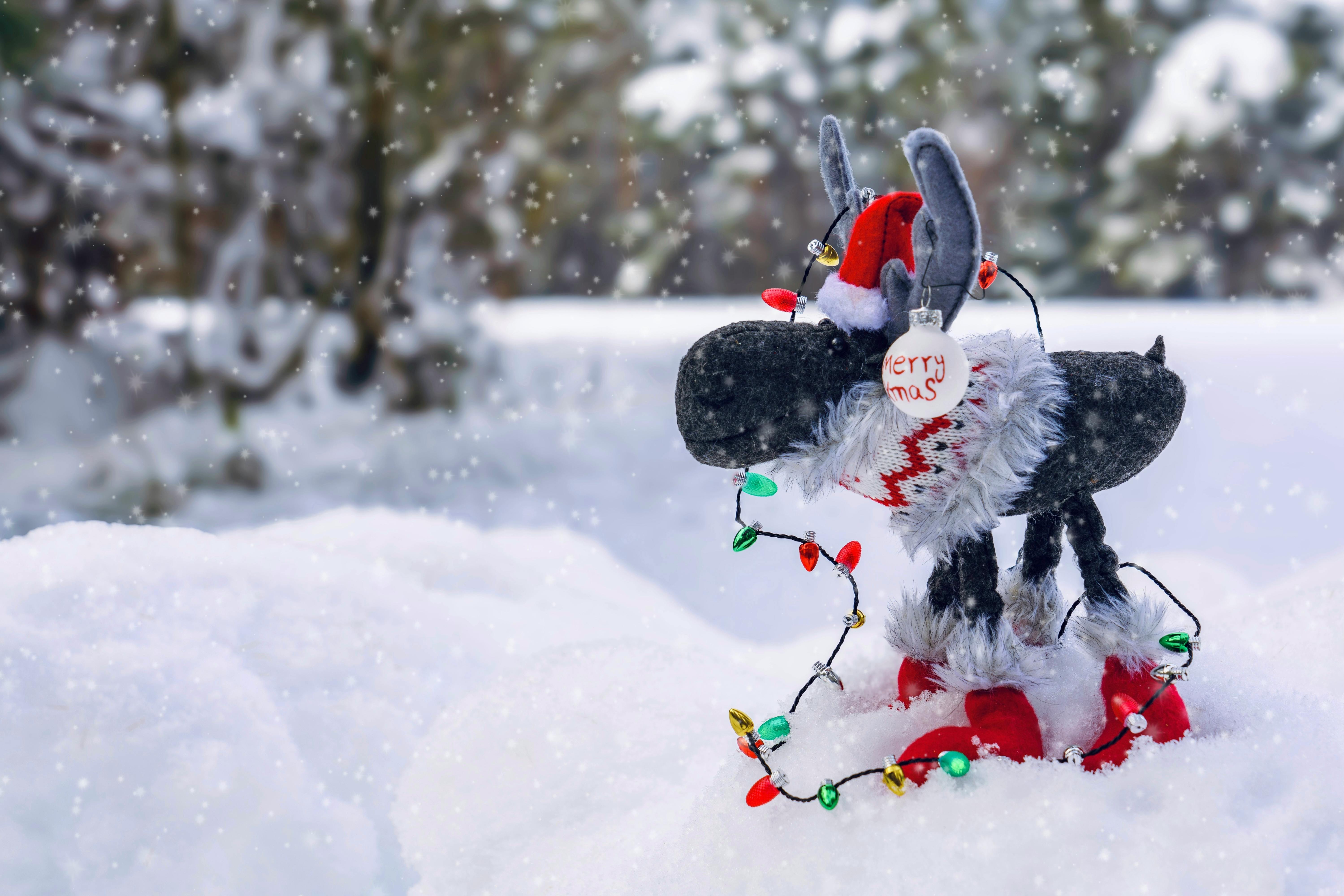 Snowman With Camera · Free Stock Photo
