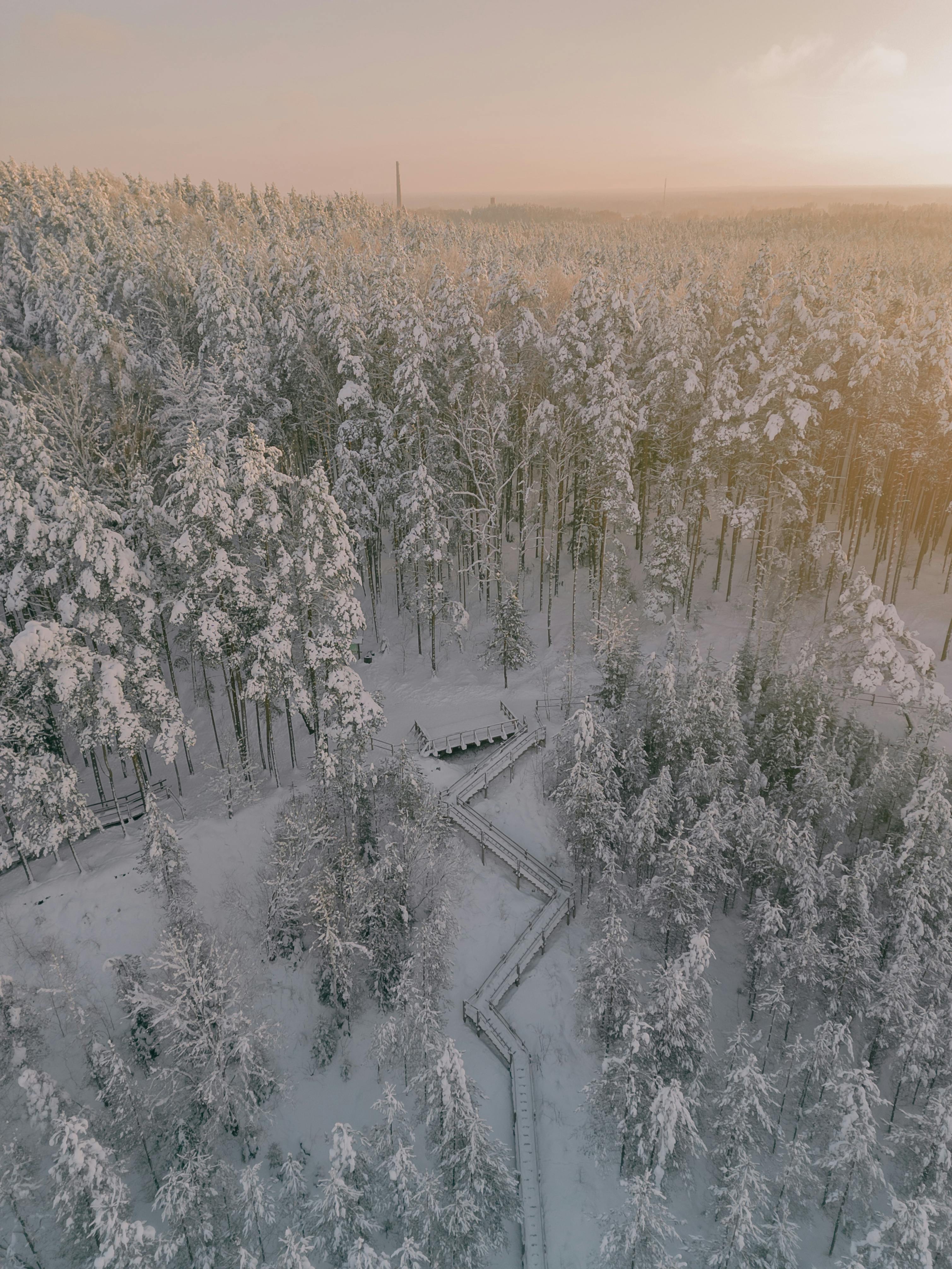 Birds Eye View of Forest in Winter at Sunset · Free Stock Photo