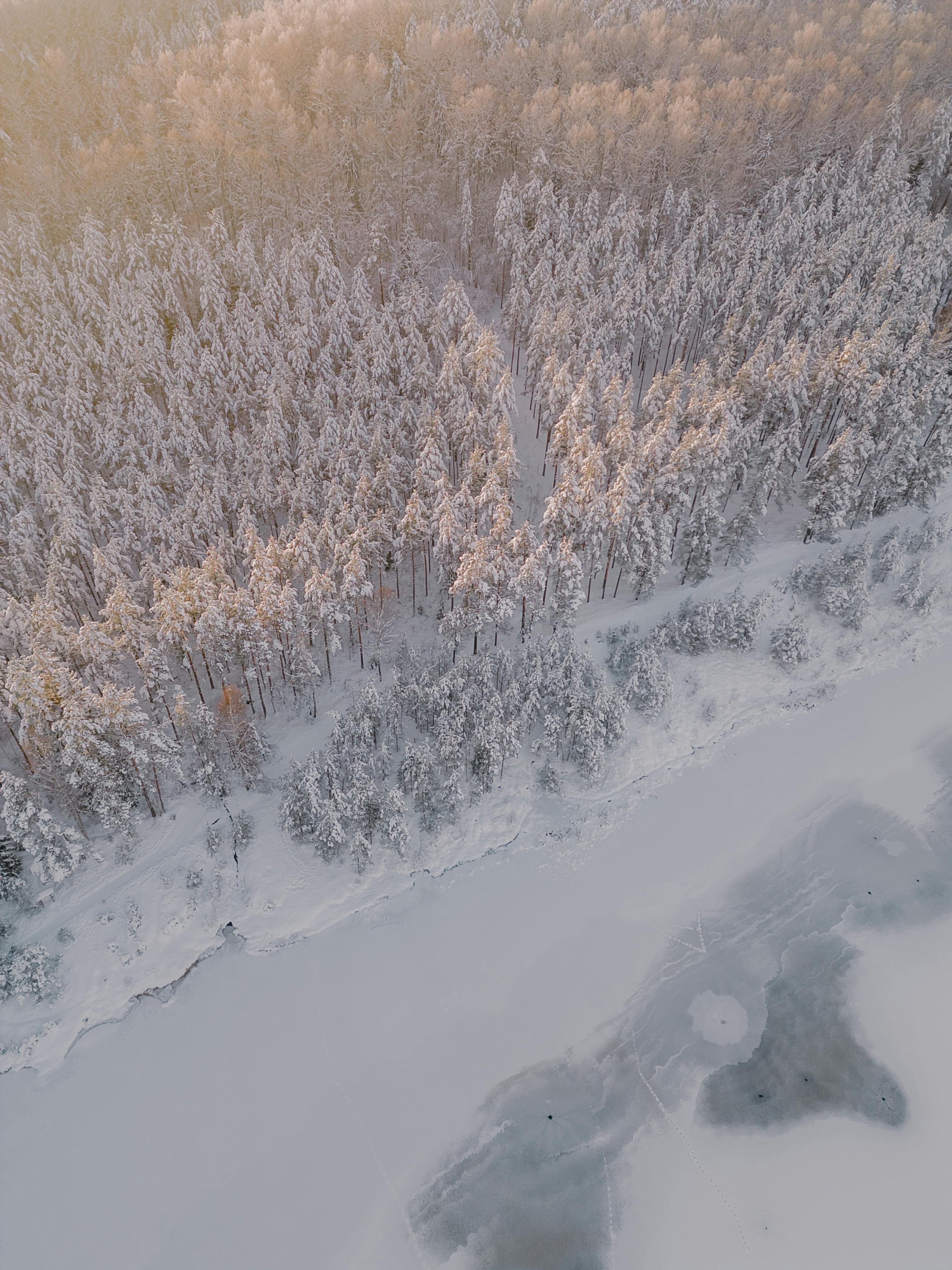 Deep, Evergreen Forest in Winter · Free Stock Photo
