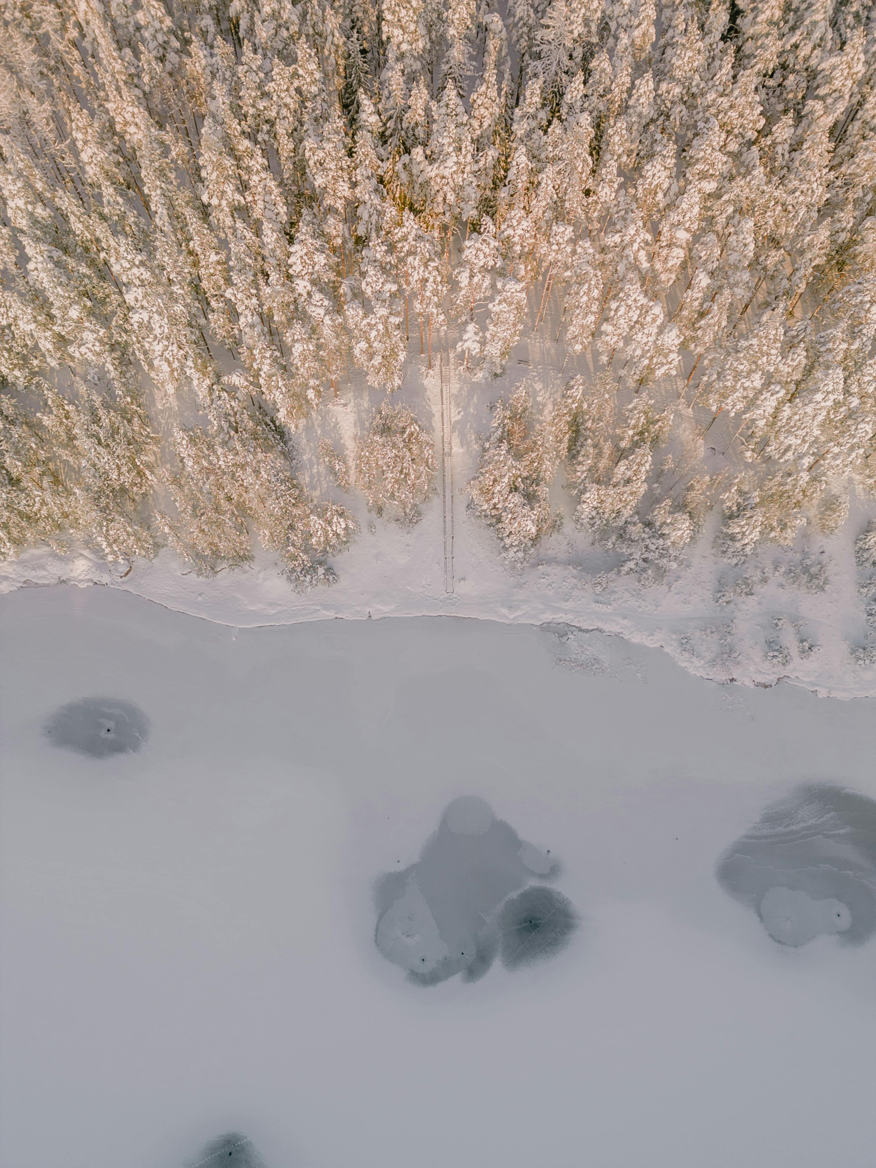 Missouri Trees Photos, Download The BEST Free Missouri Trees Stock ...