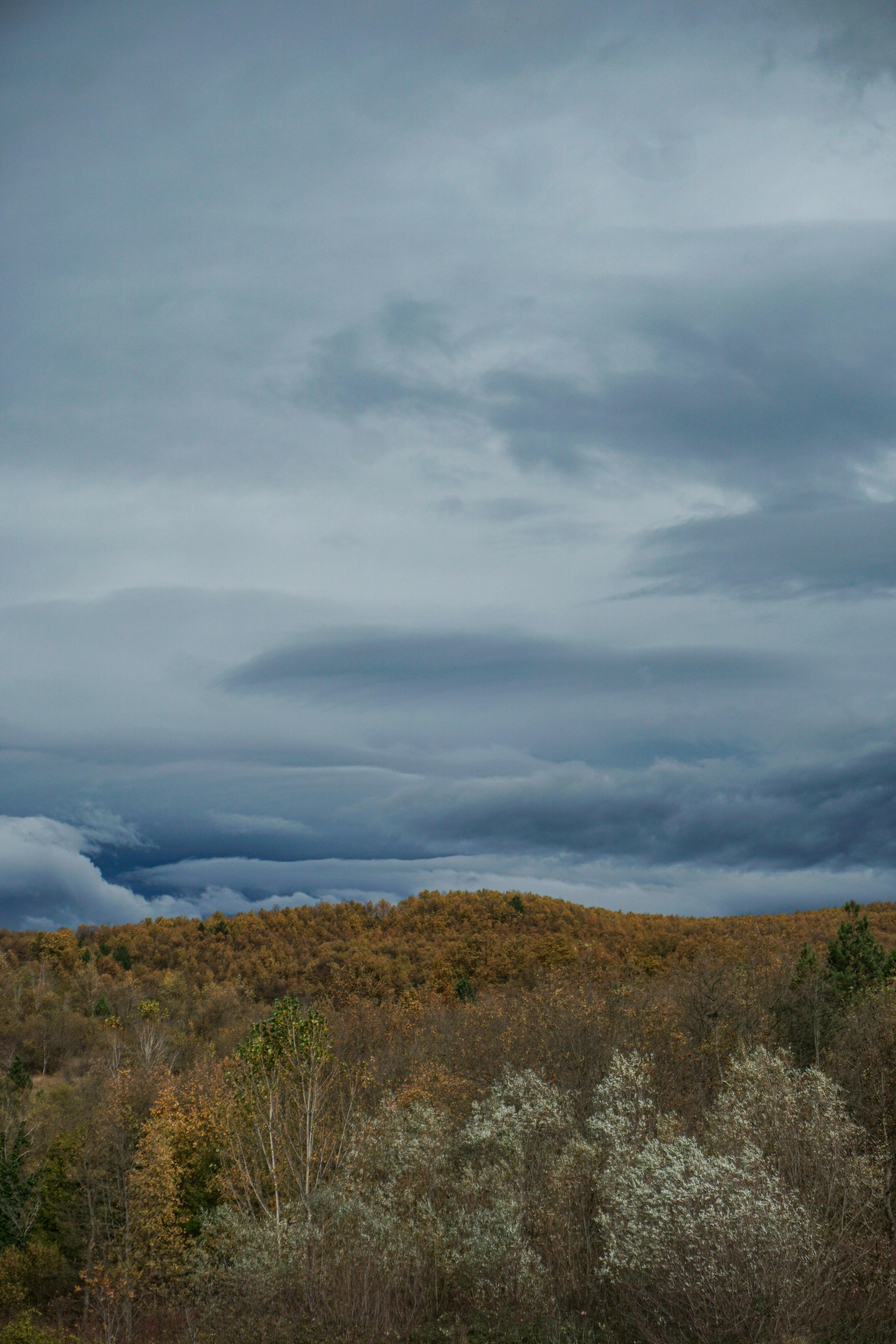 Aerial View of Autumnal Trees under a Cloudy Sky · Free Stock Photo