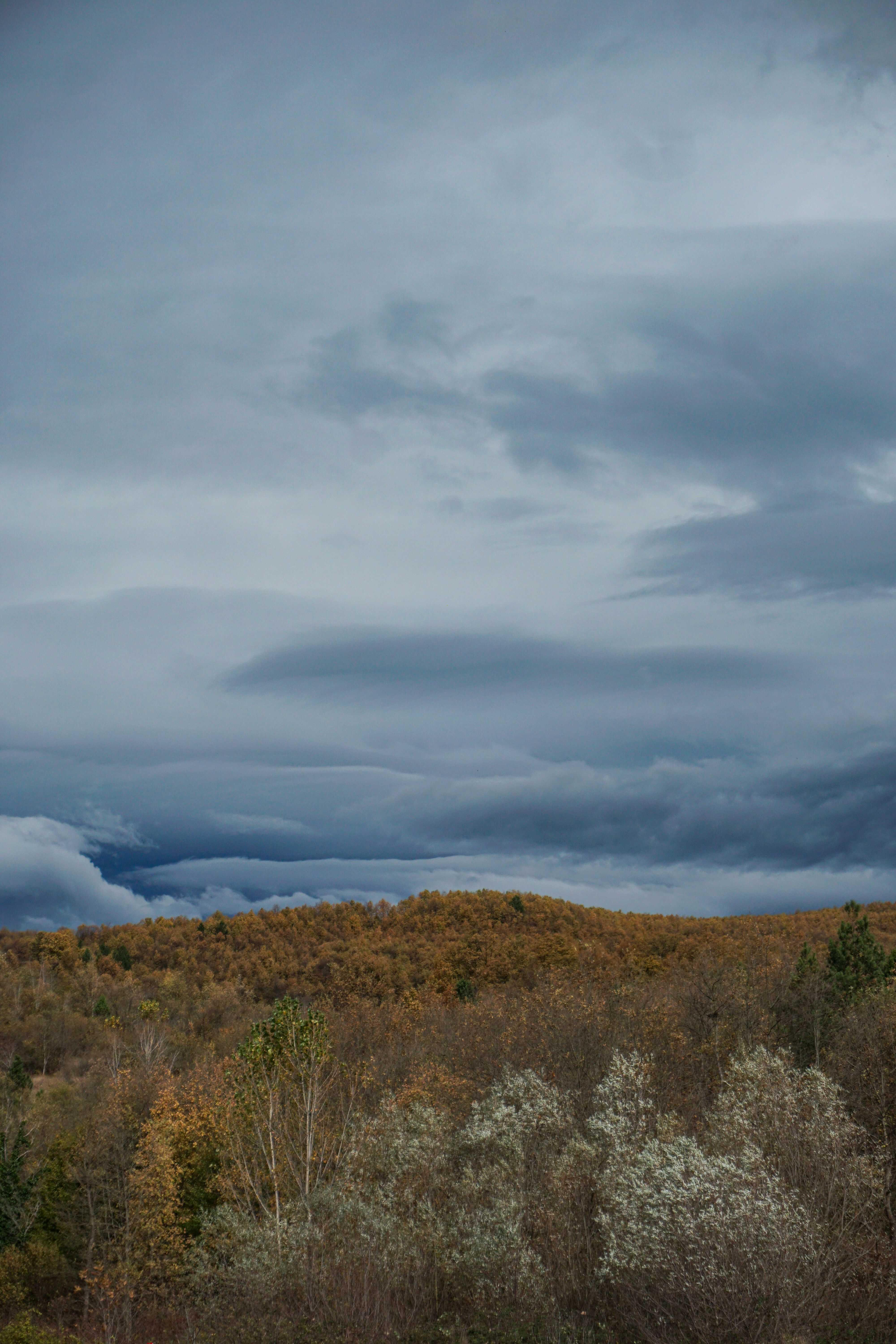 Aerial View of Autumnal Trees under a Cloudy Sky · Free Stock Photo