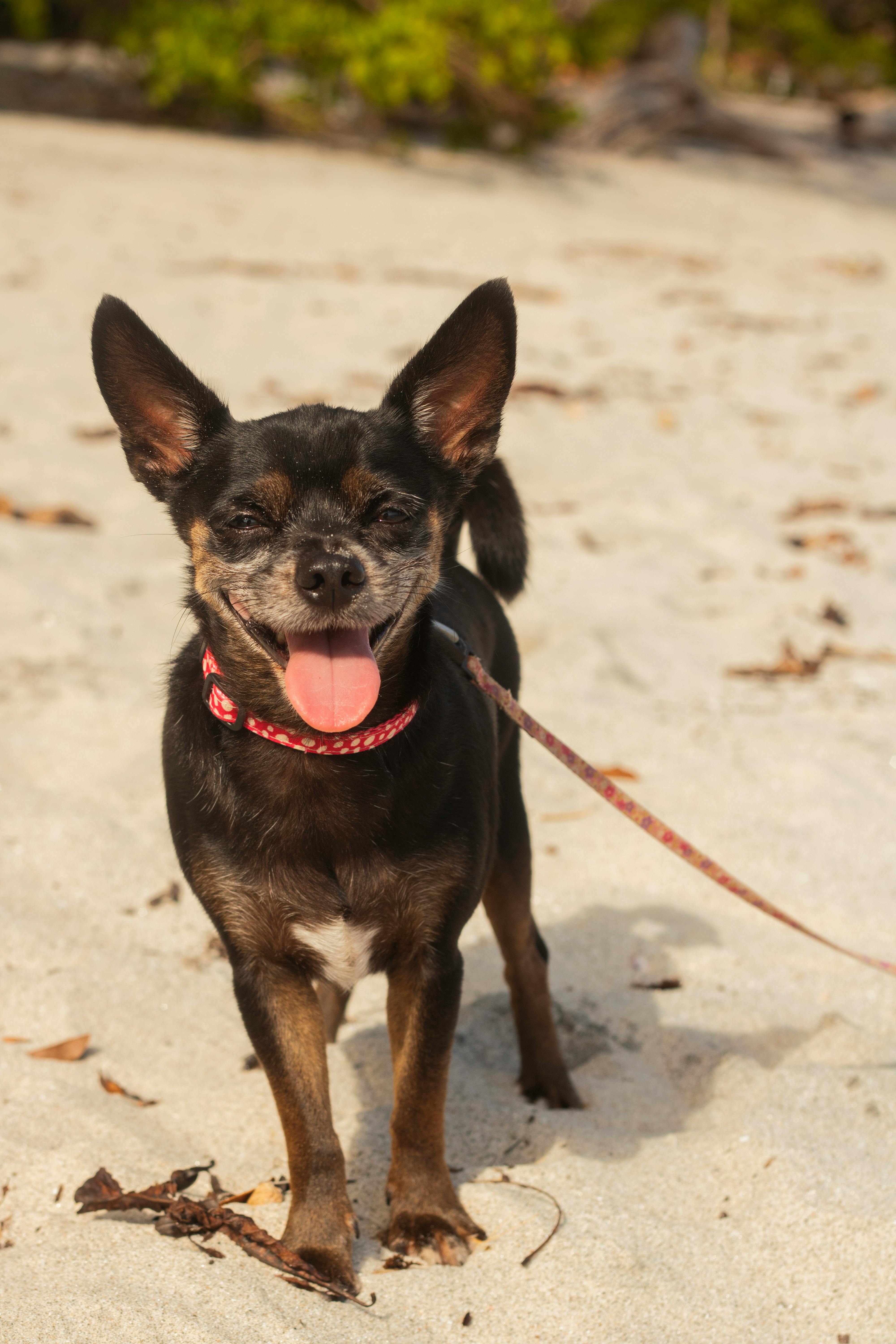 Petsitting Photos, Download The BEST Free Petsitting Stock Photos & HD ...