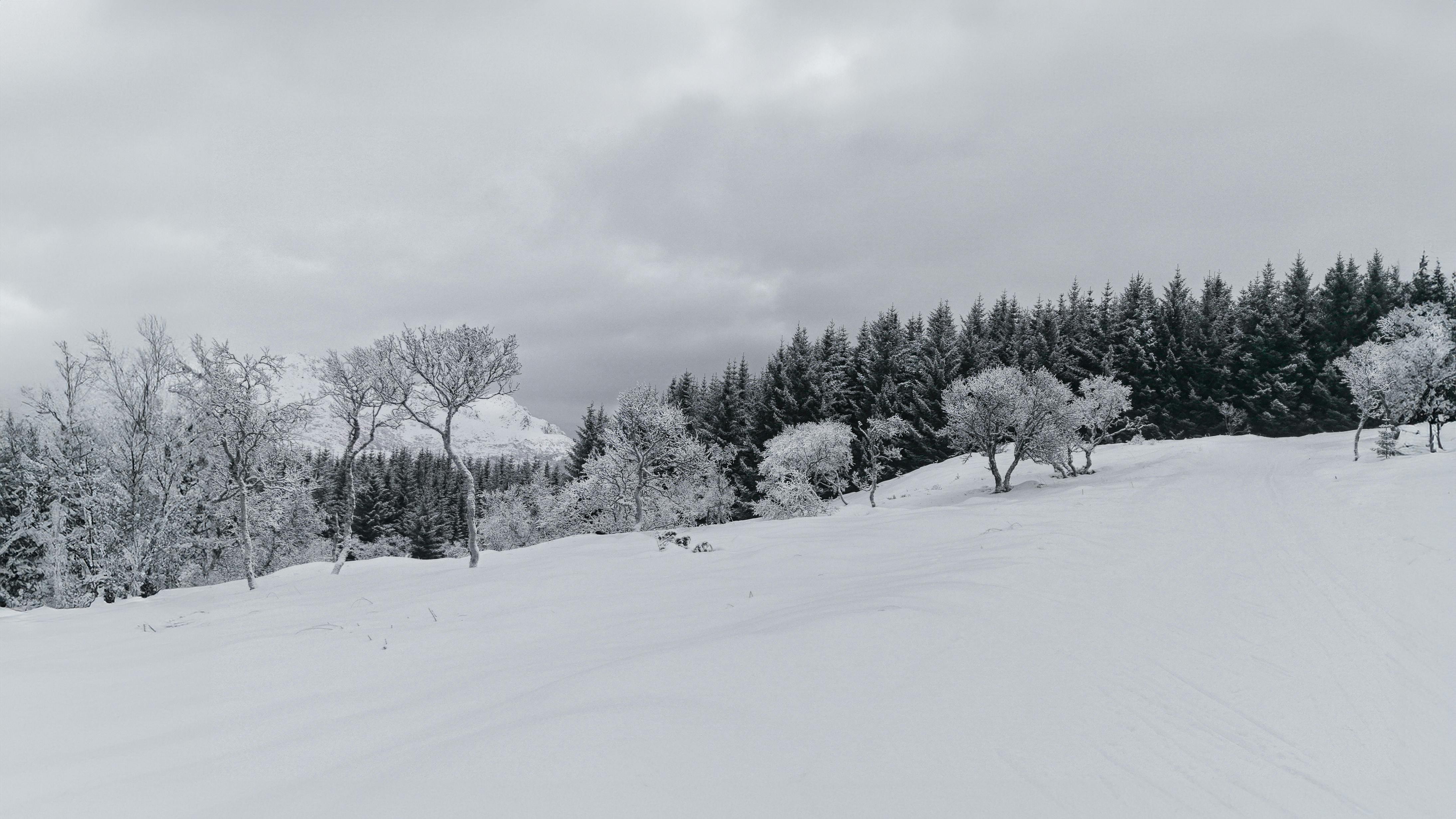 A cold winter scene · Free Stock Photo