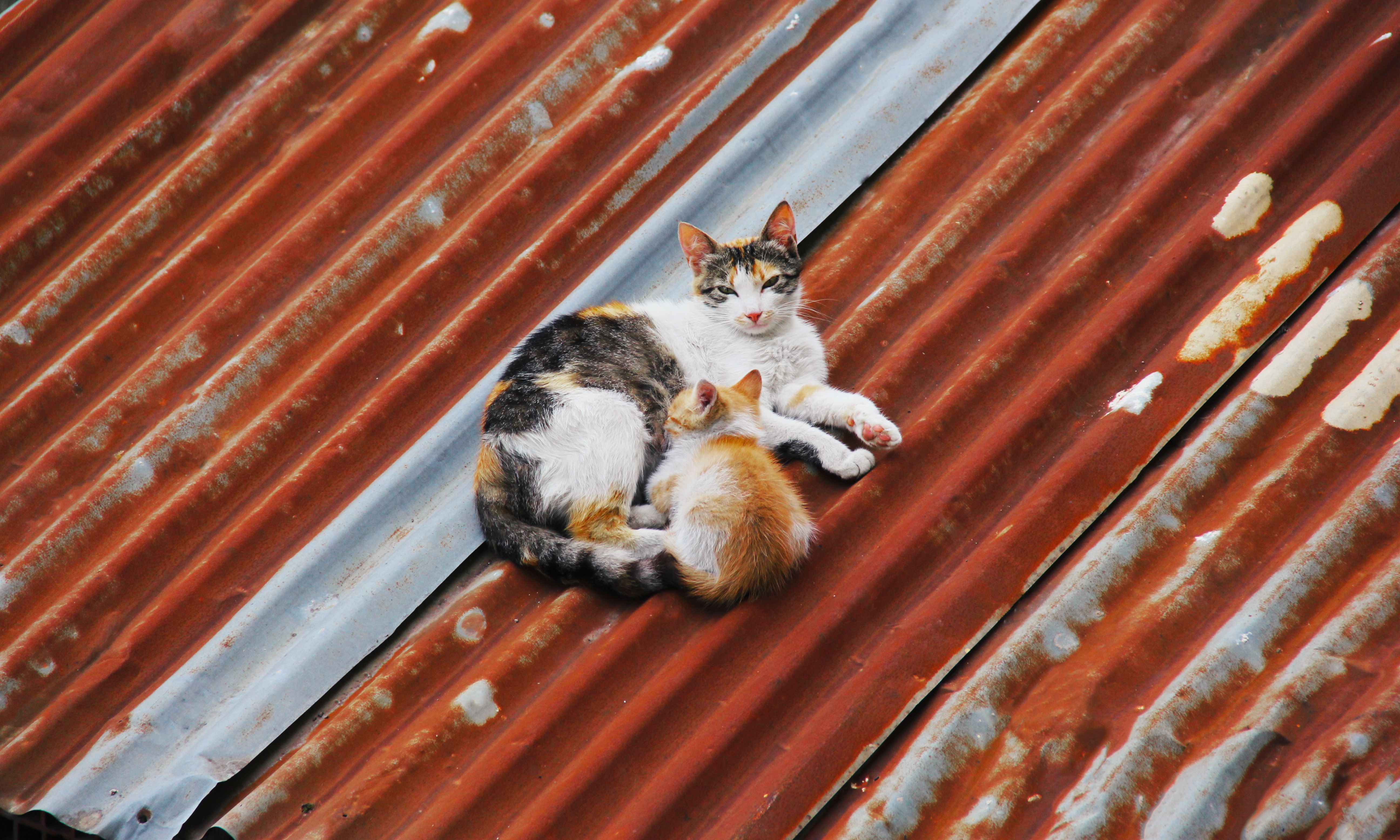 Cats Lying Down on Rusty Roof · Free Stock Photo