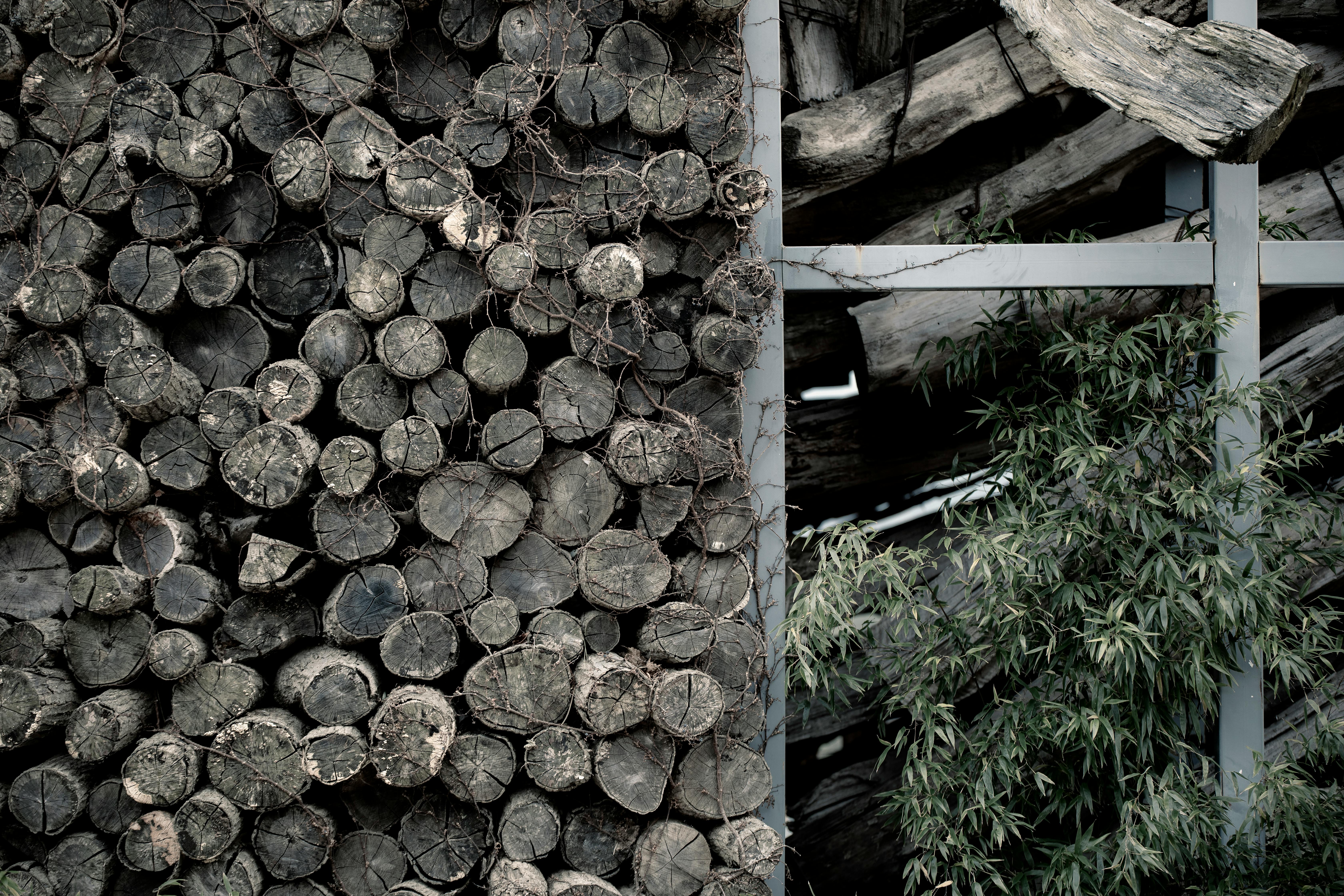 Pile of Timber · Free Stock Photo