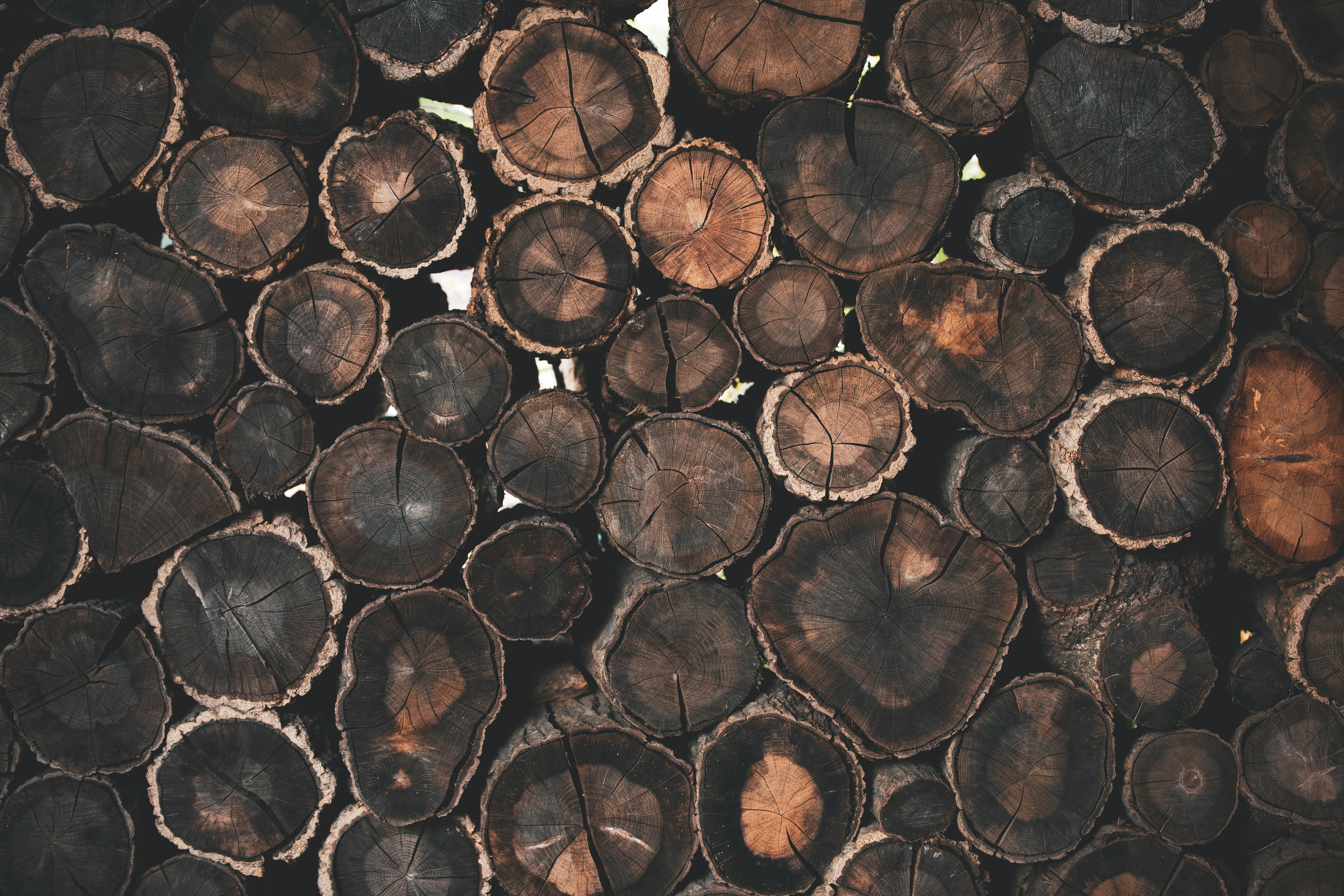 Brown Tree Log · Free Stock Photo