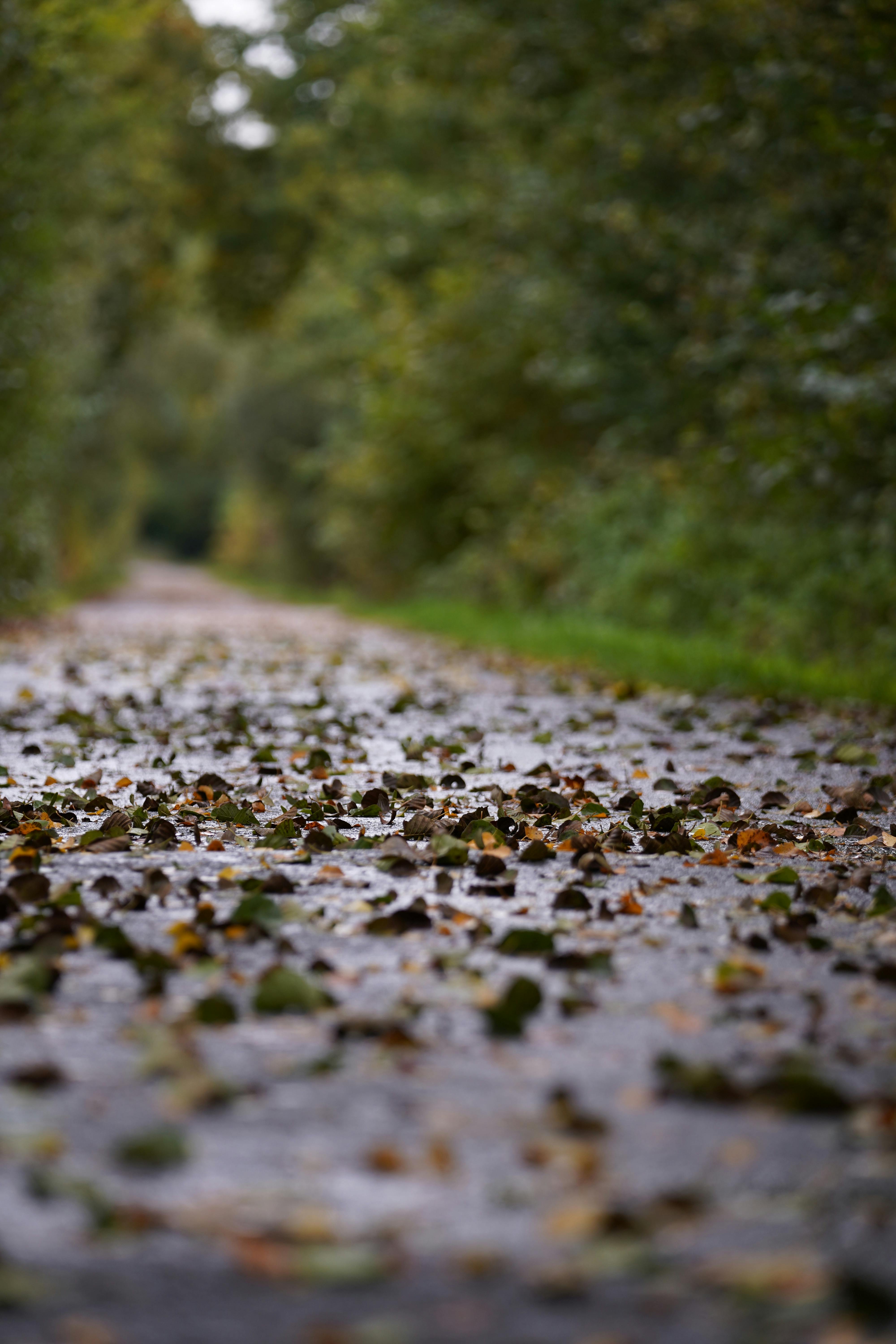 Close-up of Autumnal Leaves Lying on the Ground between Trees · Free ...