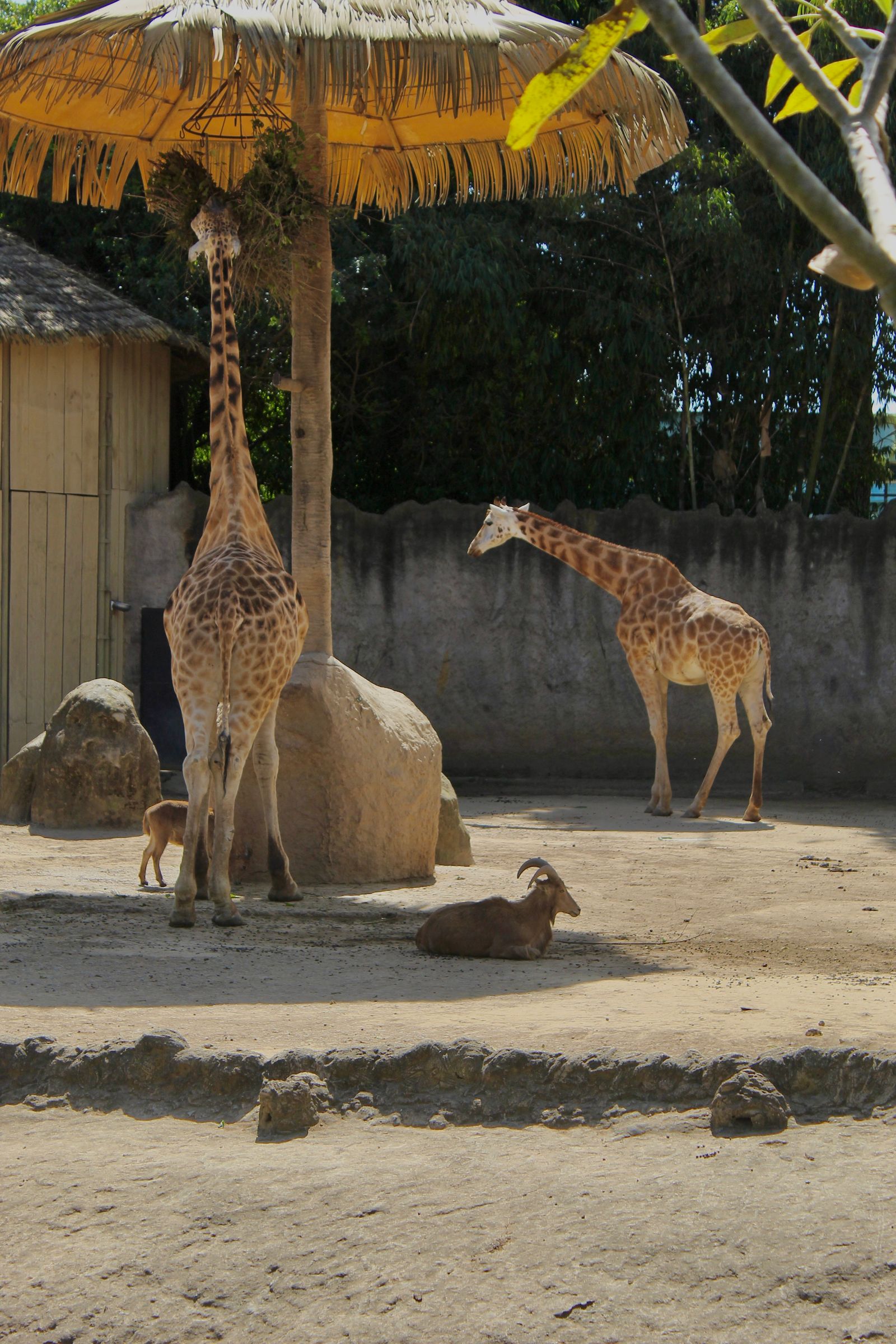 Africa Zoo Enclosures Photos, Download The BEST Free Africa Zoo ...
