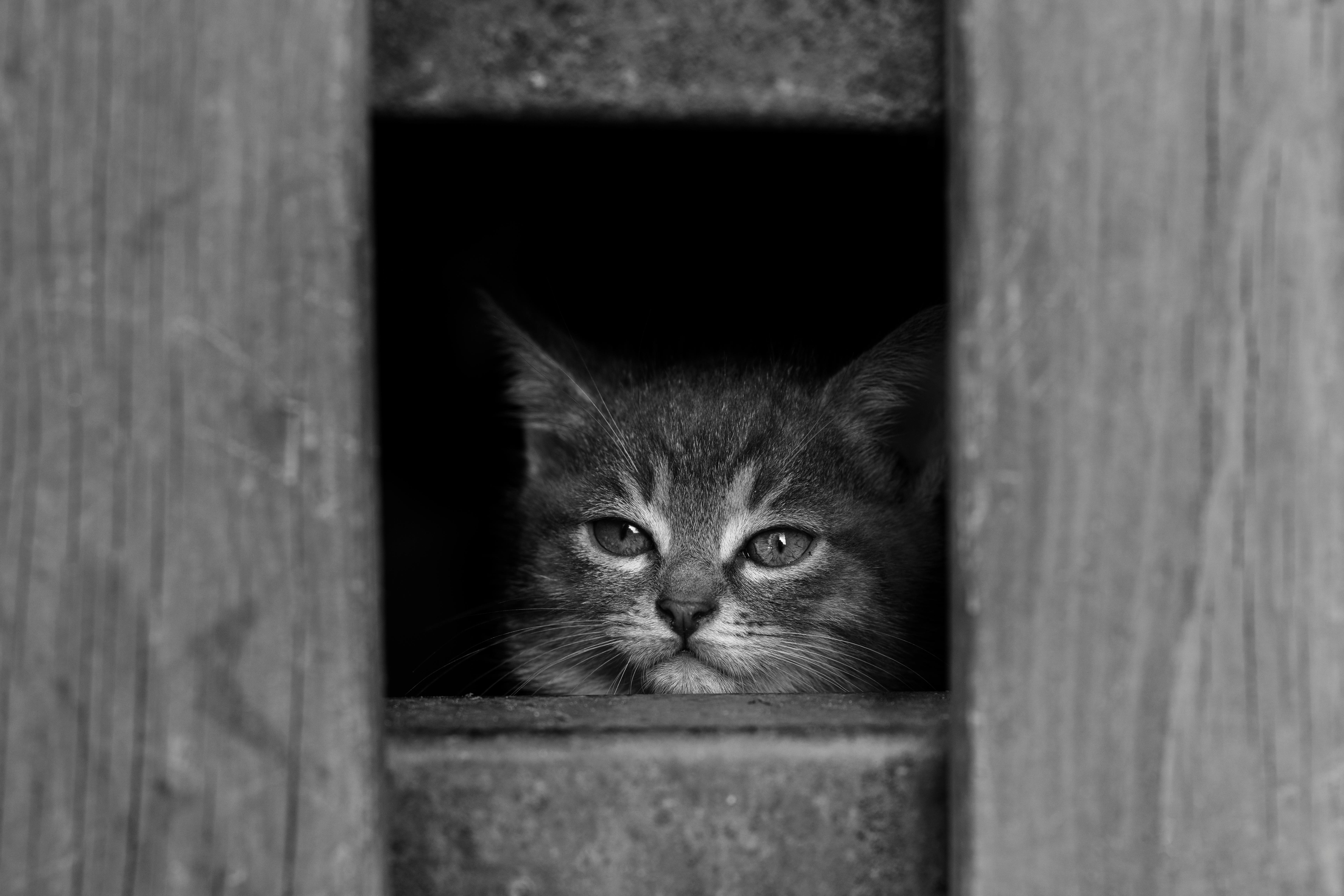 Low Angle View of Cat on Tree · Free Stock Photo