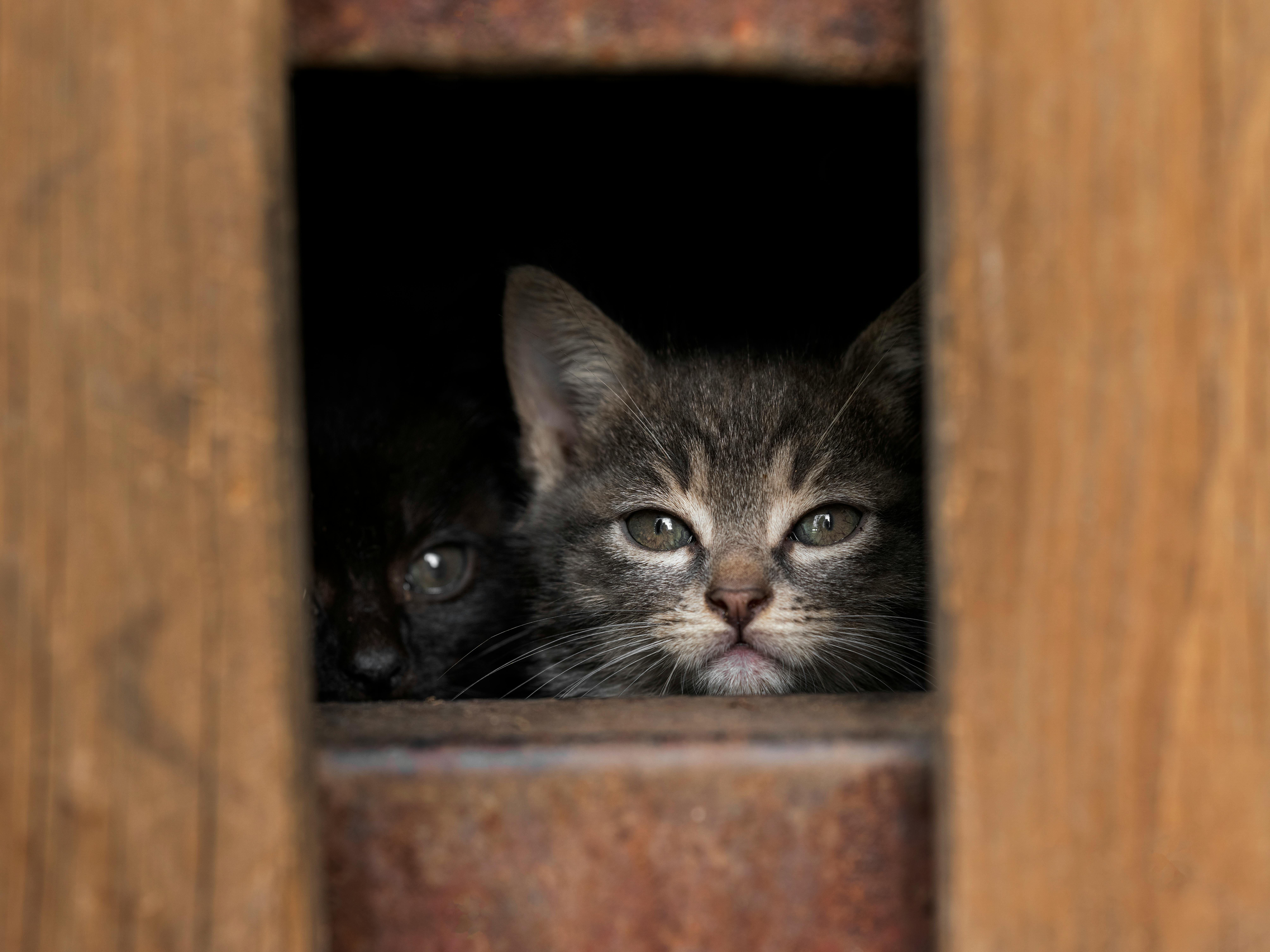 Close-up of Two Hiding Kittens · Free Stock Photo
