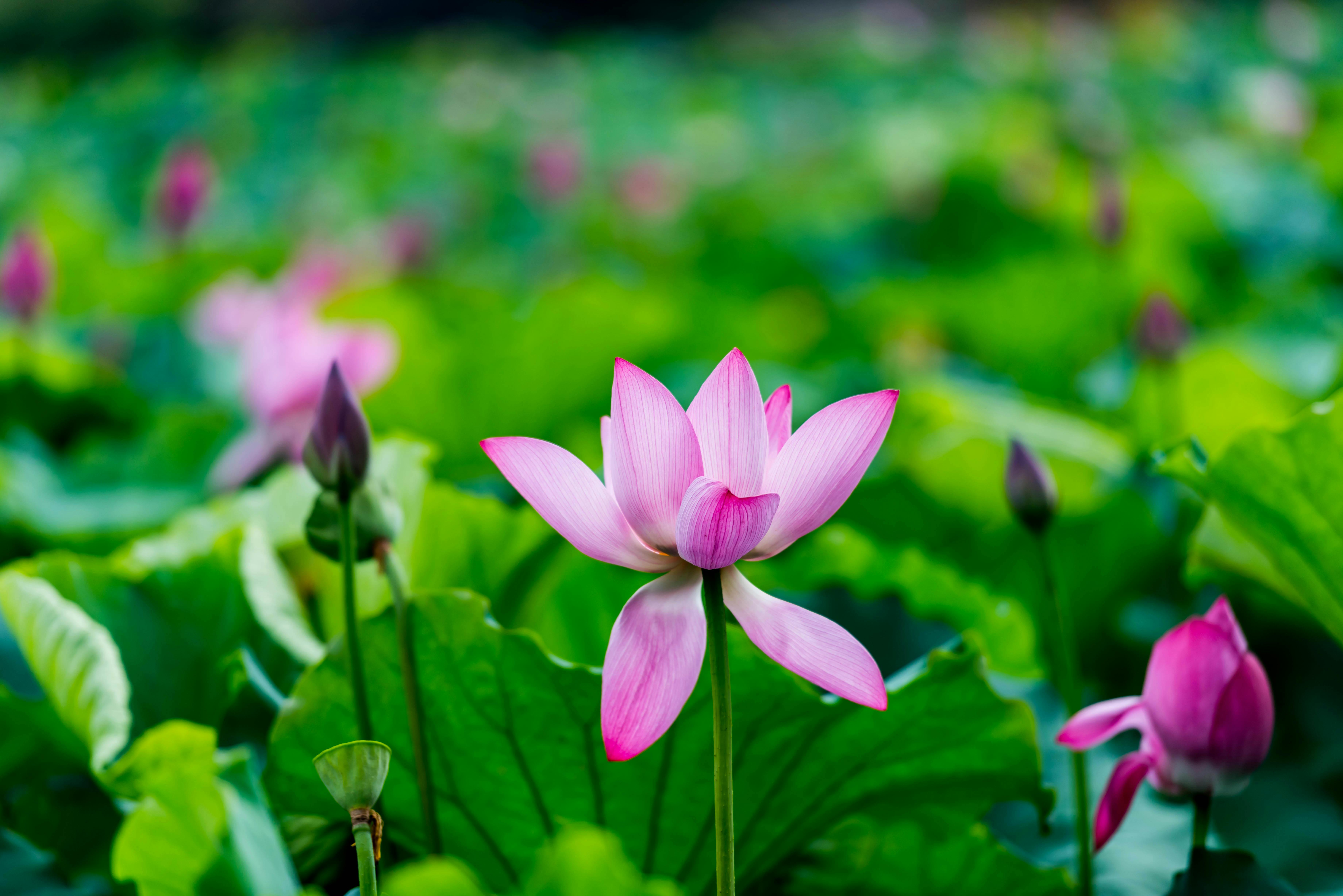 Lotus Level Photos, Download The BEST Free Lotus Level Stock Photos ...