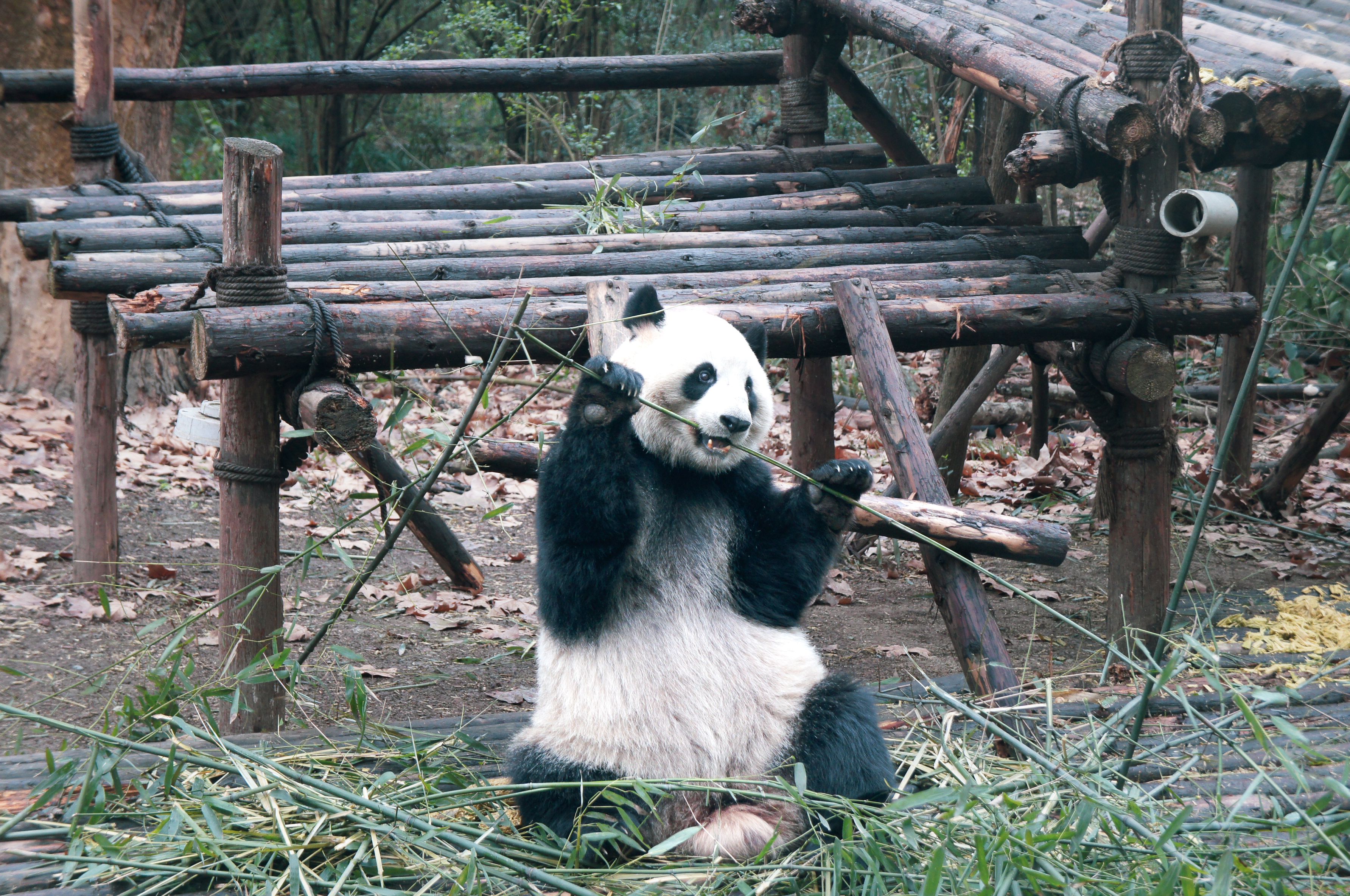 Foto de stock gratuita sobre fotografía de animales, jugando, oso ...