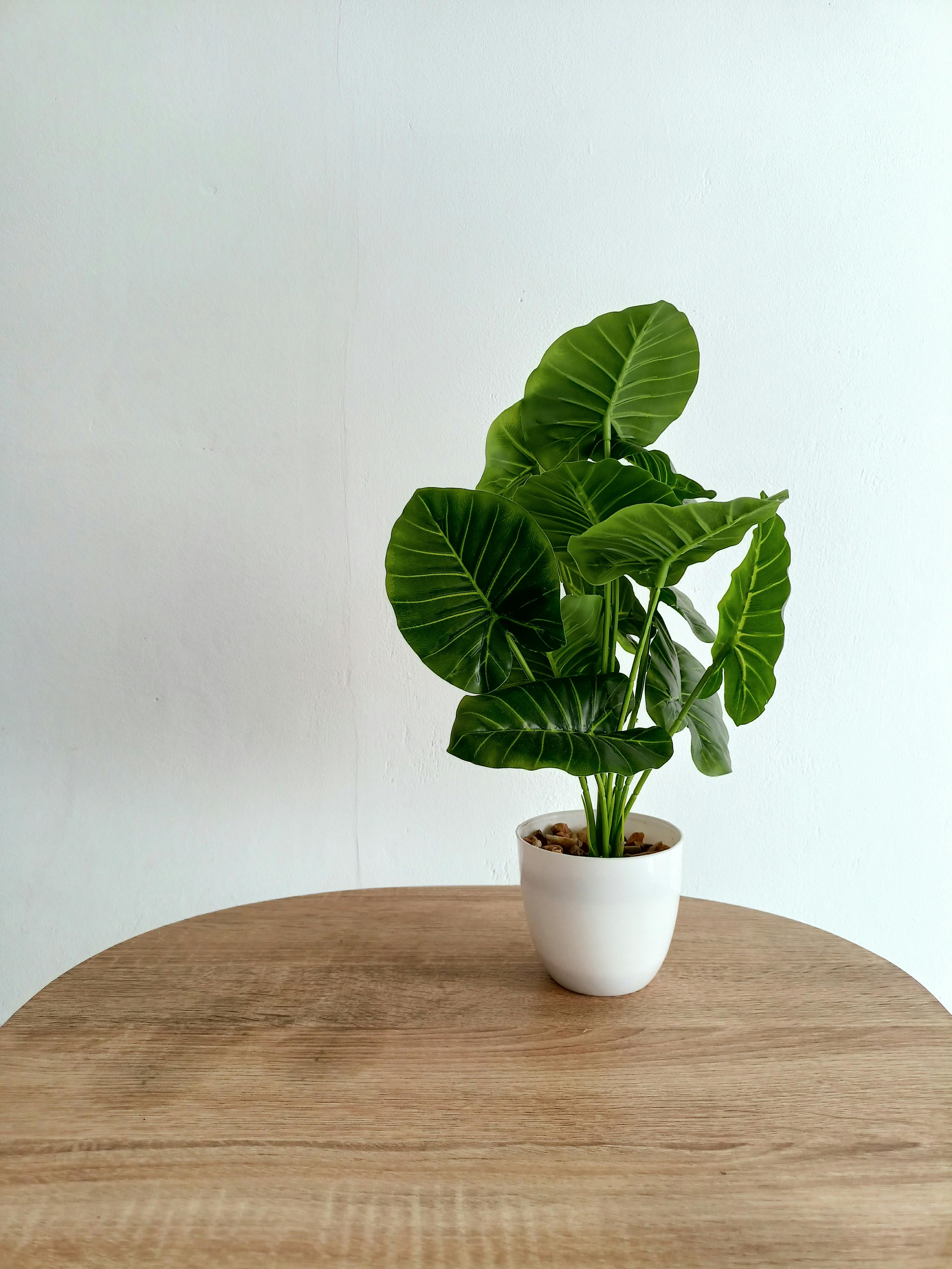 Potted Plant on a Wooden Table · Free Stock Photo
