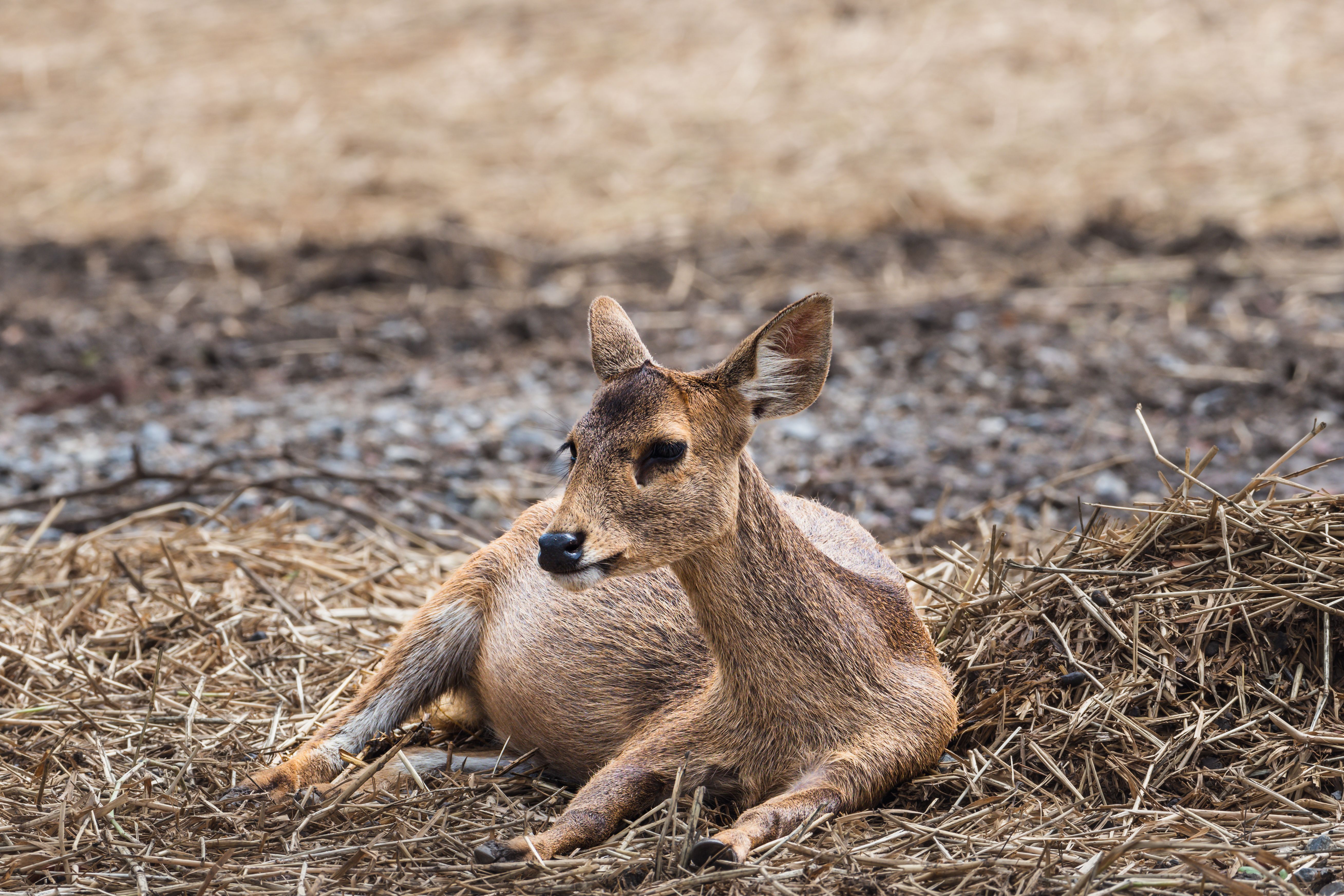 Deer Lying in Hay · Free Stock Photo