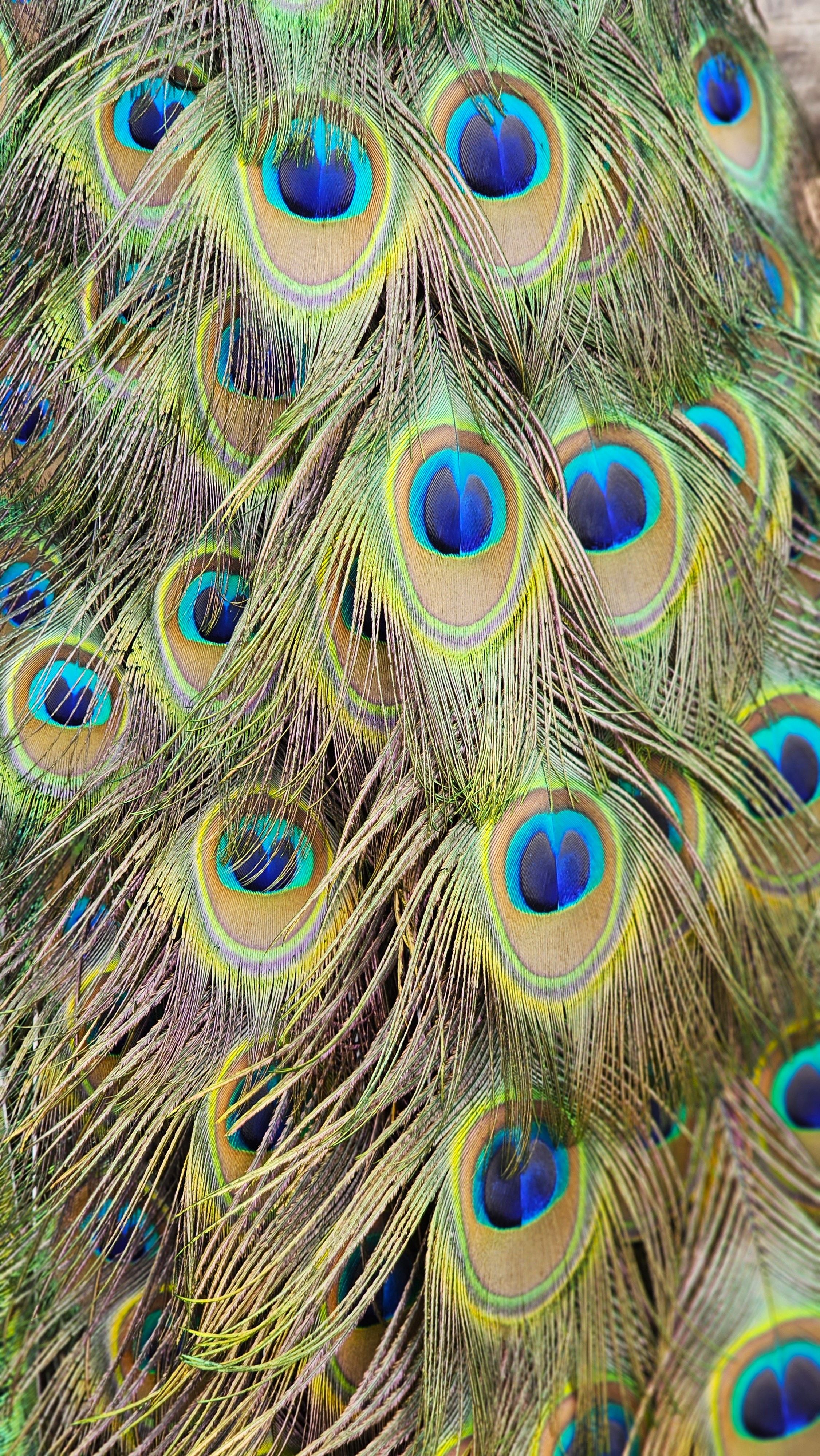 Close-up of Peacock Feathers · Free Stock Photo