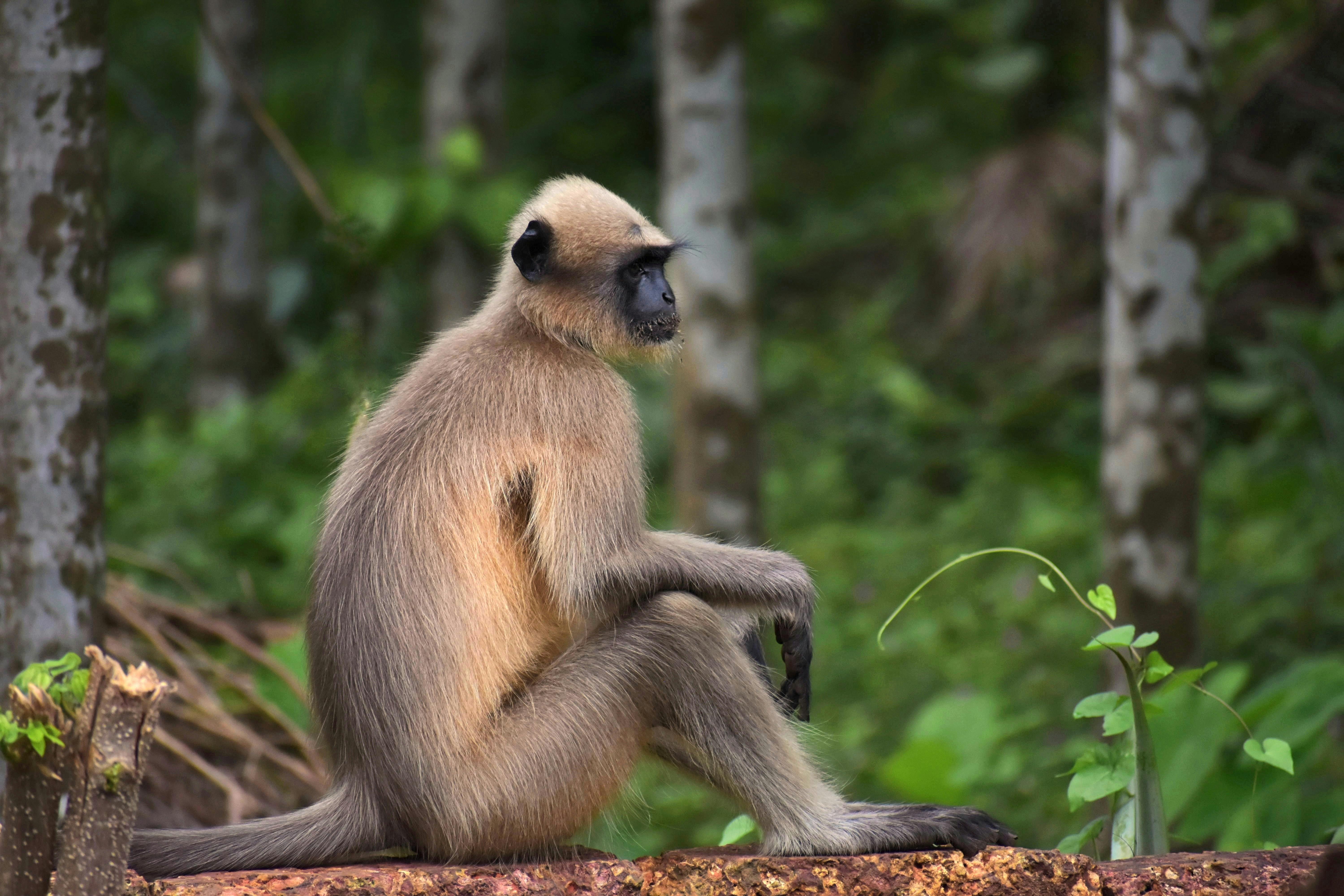 Indian Monkey Photos, Download The BEST Free Indian Monkey Stock Photos ...