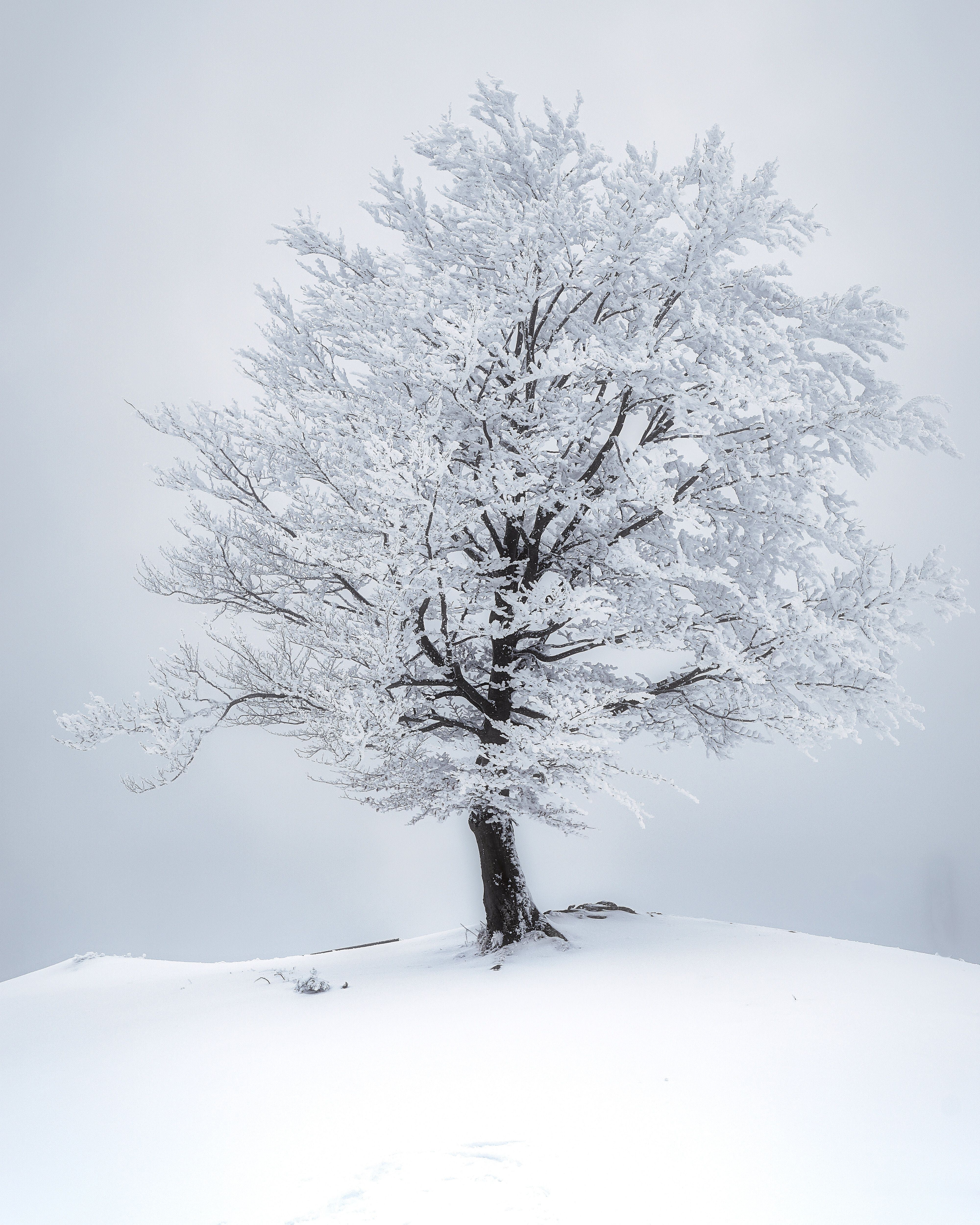 A Tree in Winter · Free Stock Photo