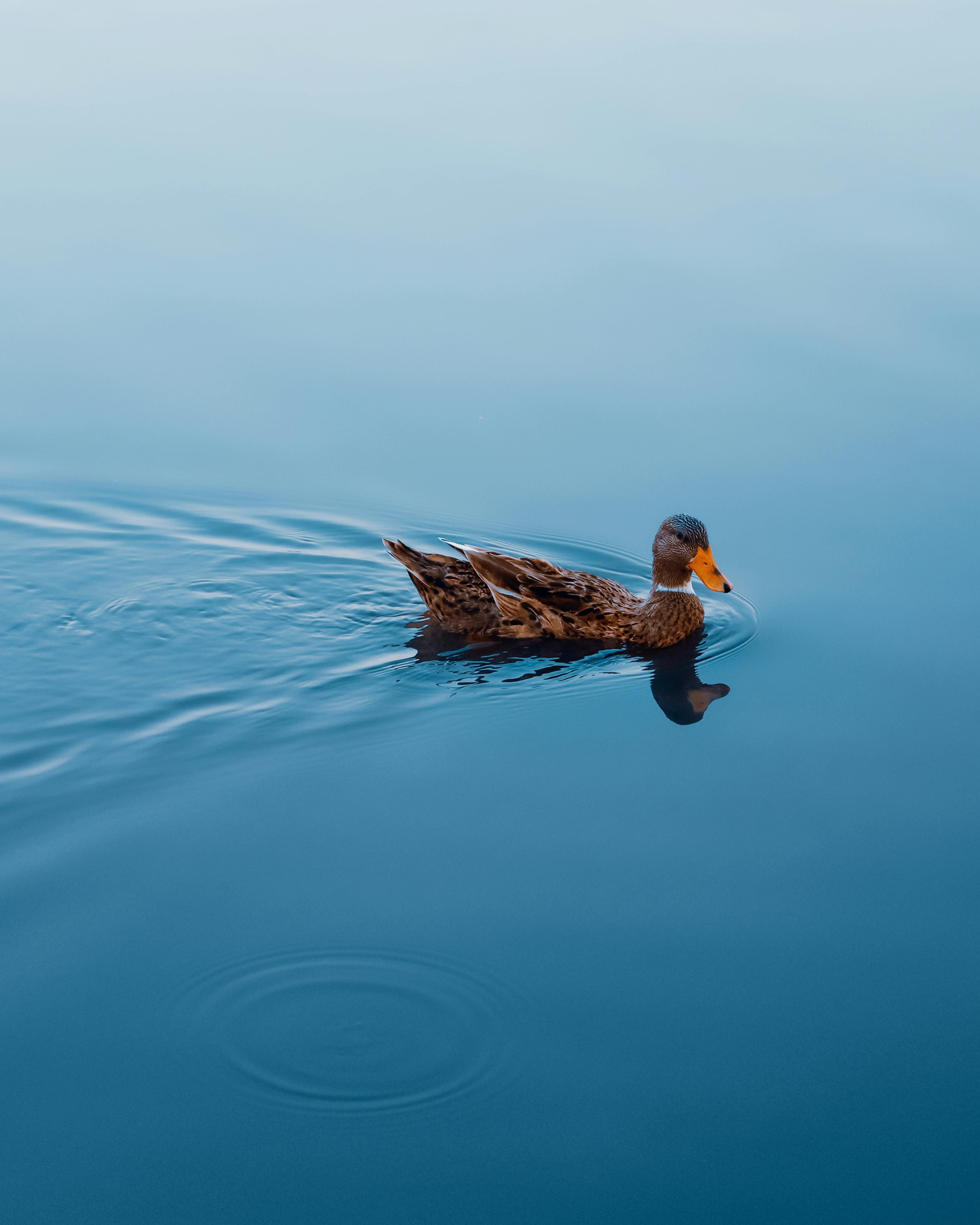 Female Swimming Photos, Download The BEST Free Female Swimming Stock ...