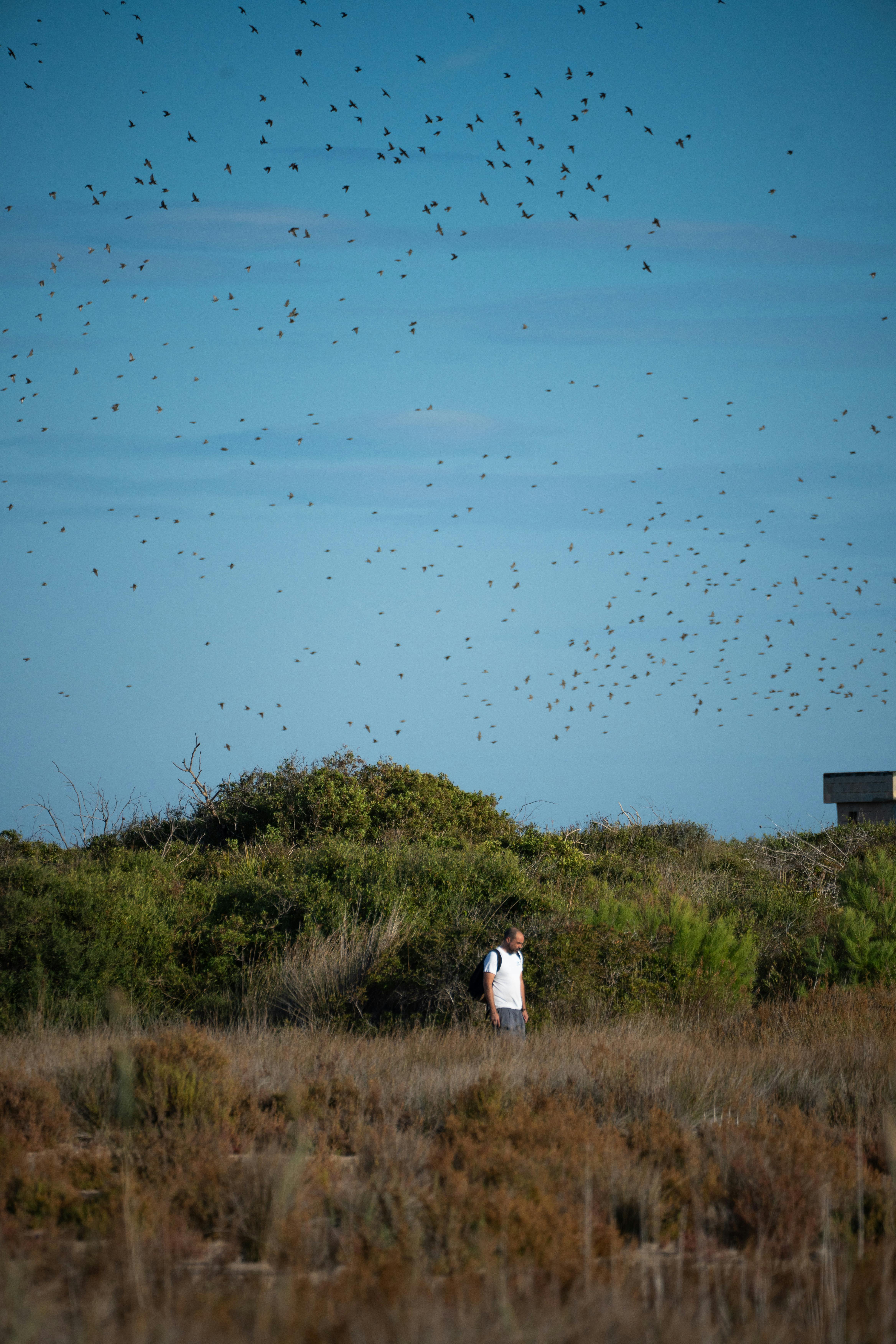 Birds Flying over Man Walking on Grassland · Free Stock Photo