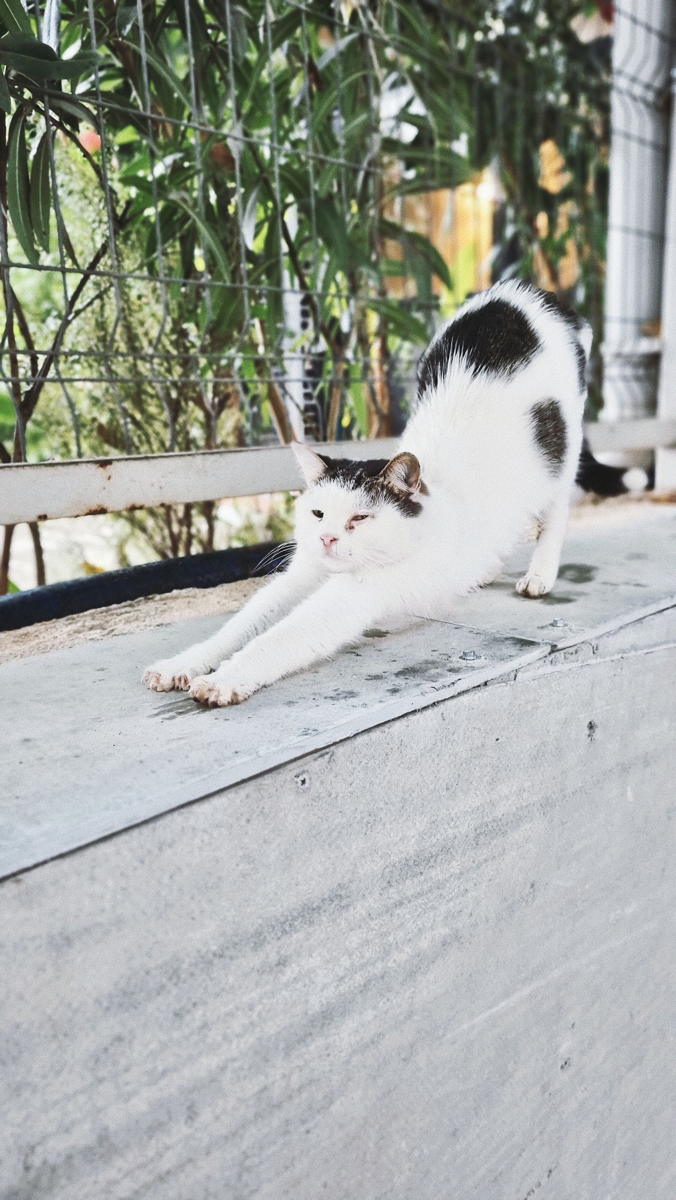 A Cat Stretching Outdoors · Free Stock Photo