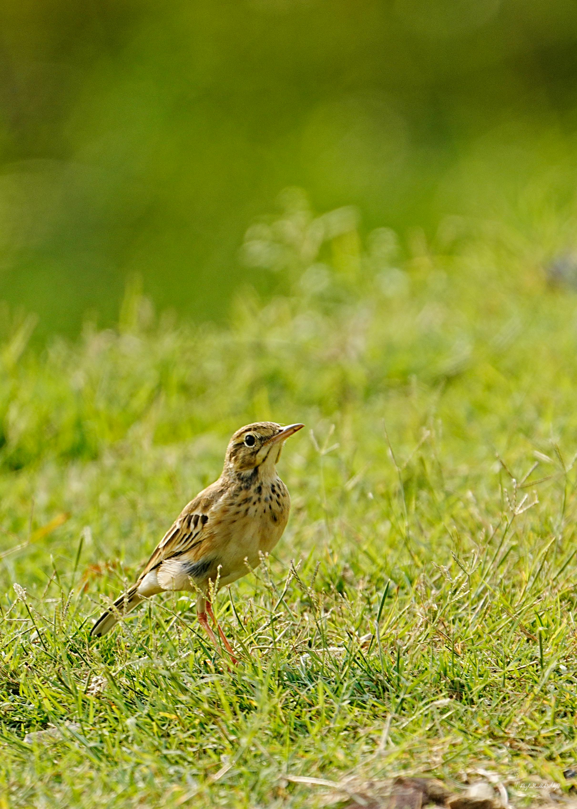 Paddyfield Pipit on Grass · Free Stock Photo