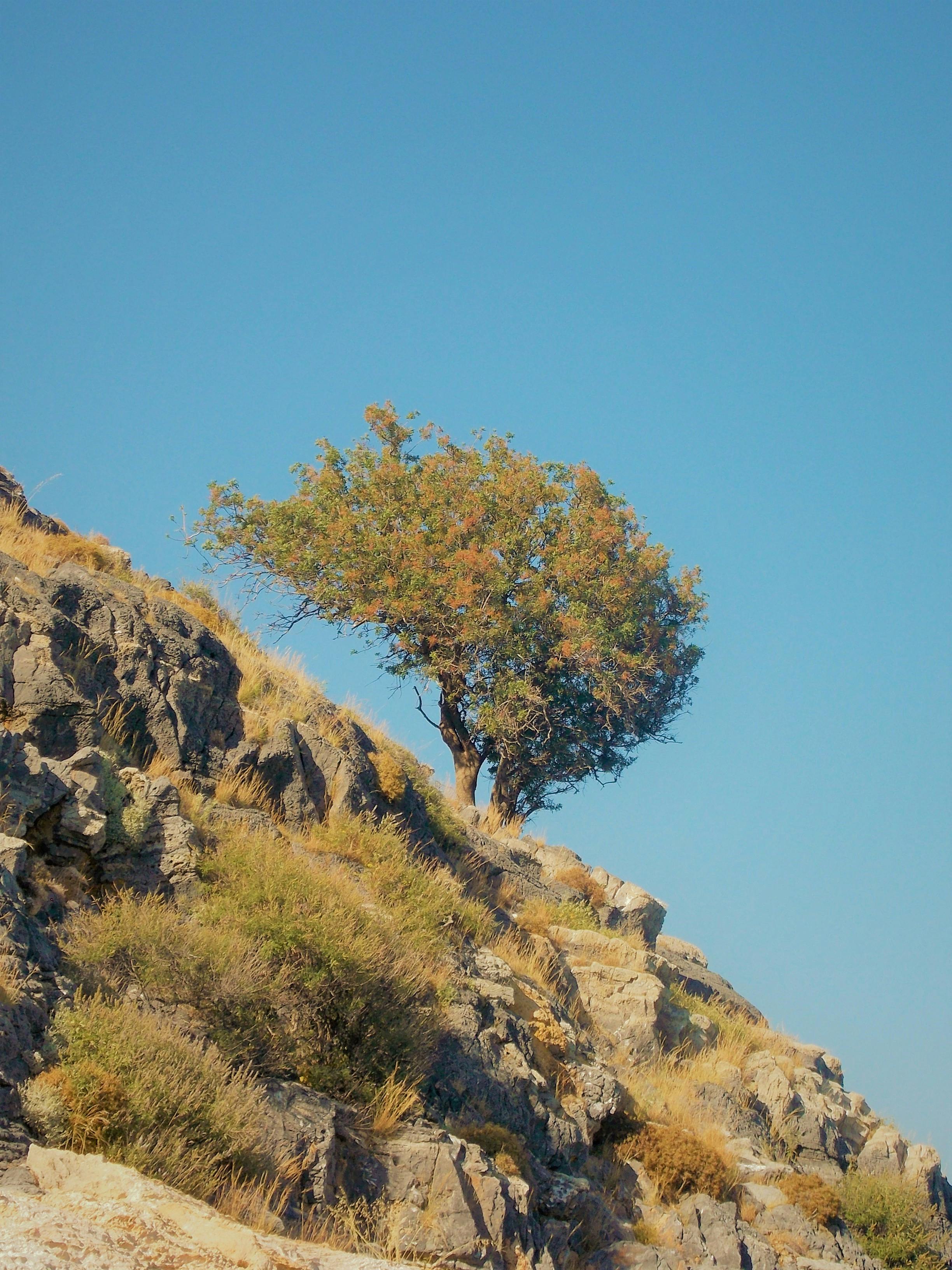 Wind Shaped Tree Photos, Download The BEST Free Wind Shaped Tree Stock ...