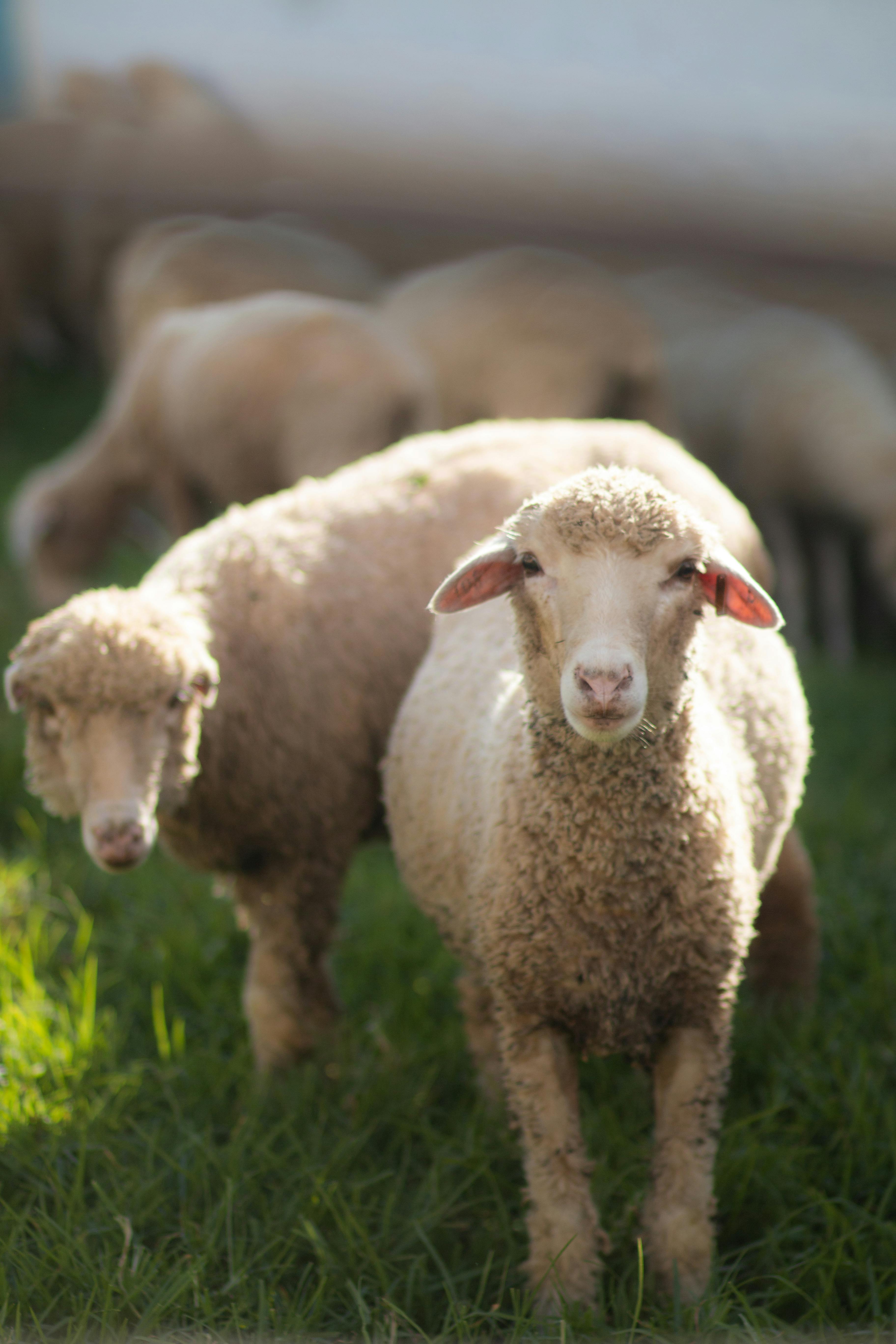 beautiful sheeps · Free Stock Photo