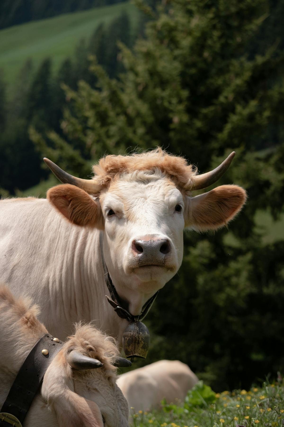 Cow Images Photos, Download The BEST Free Cow Images Stock Photos & HD ...